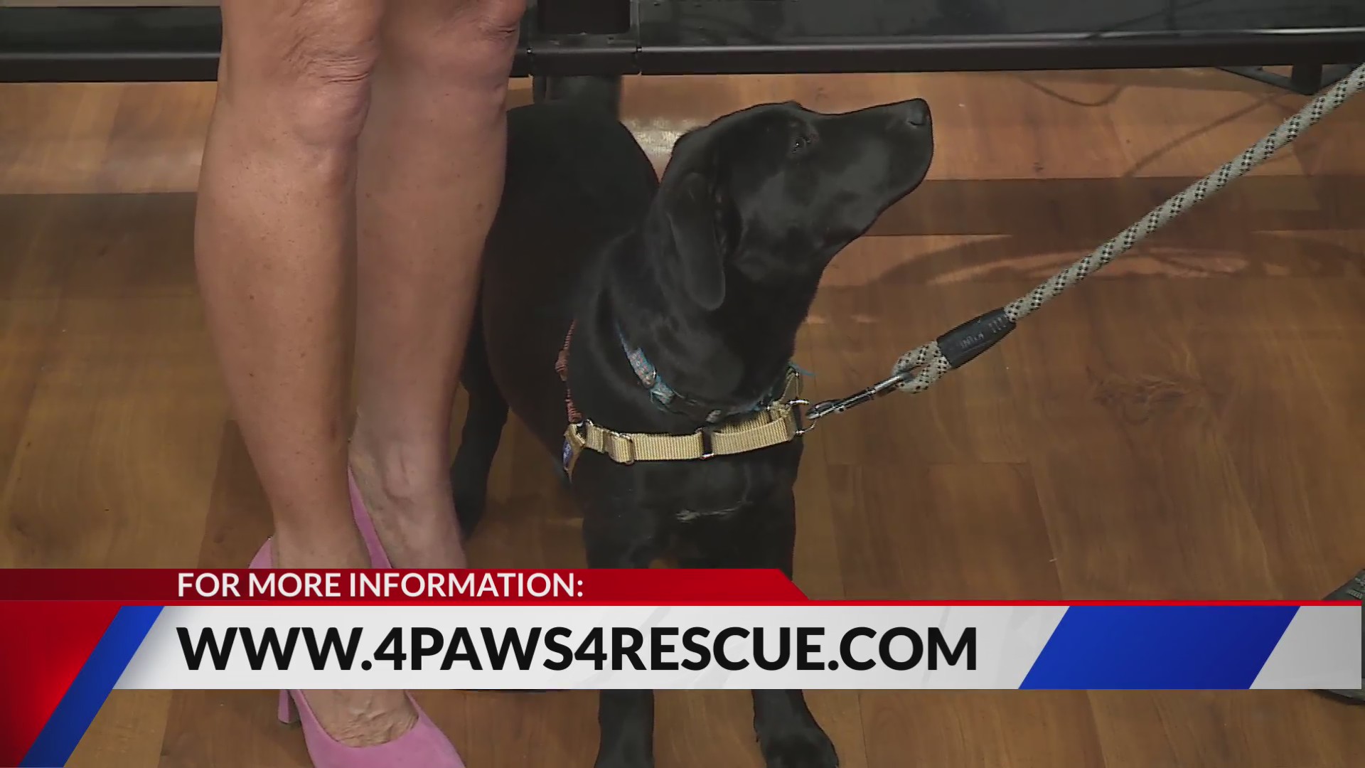 Tail Waggin’ Tuesday with APA of Missouri & 4 Paws 4 Rescue – FOX 2