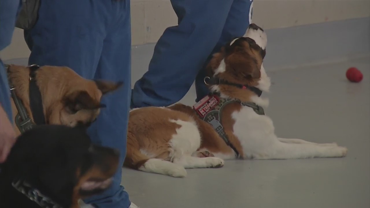 ‘It’s like having a best friend’: Incarcerated individuals train ...