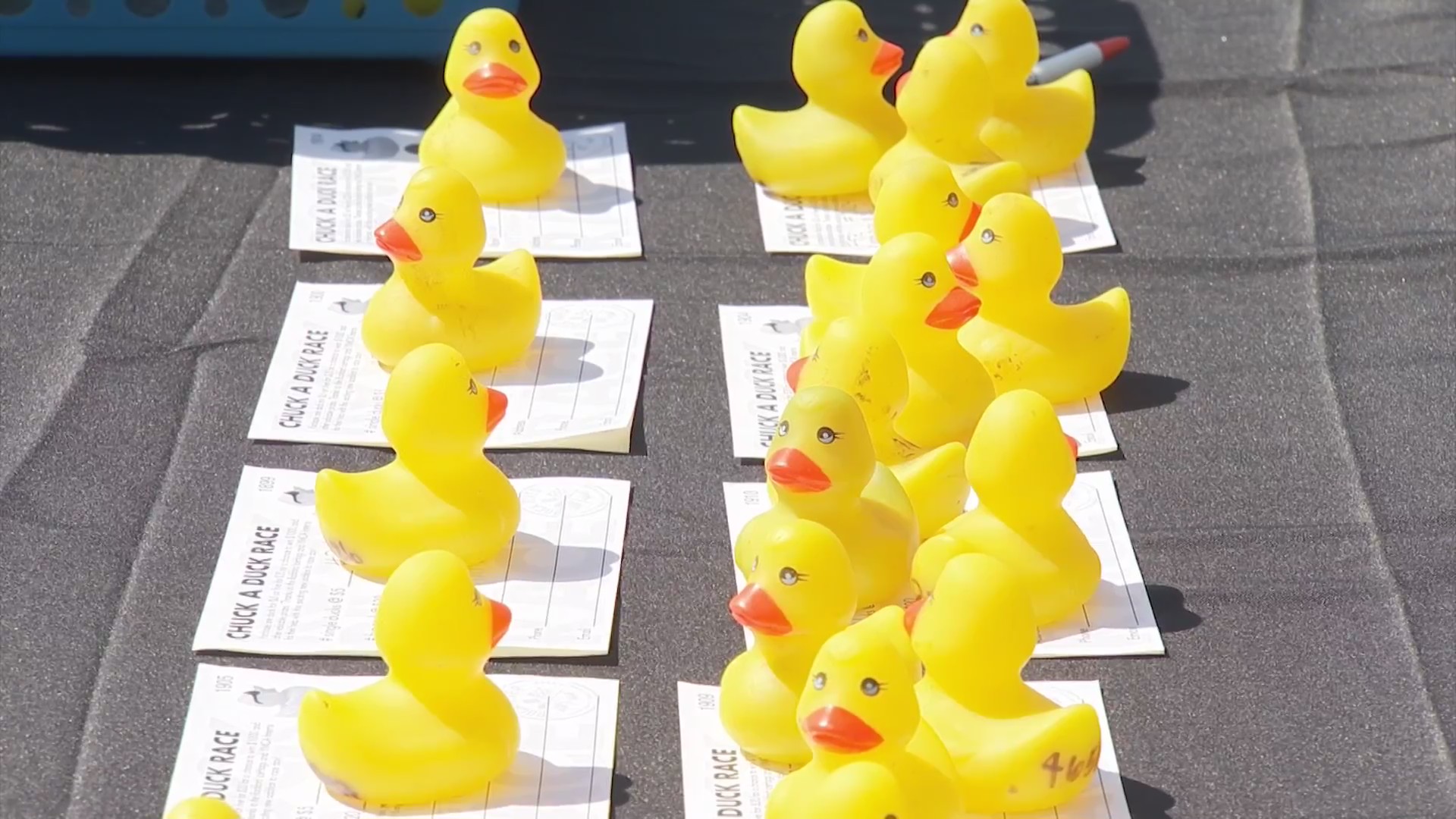 ‘Release the Quacken’ duck race headed for the Rock River – MyStateline.com
