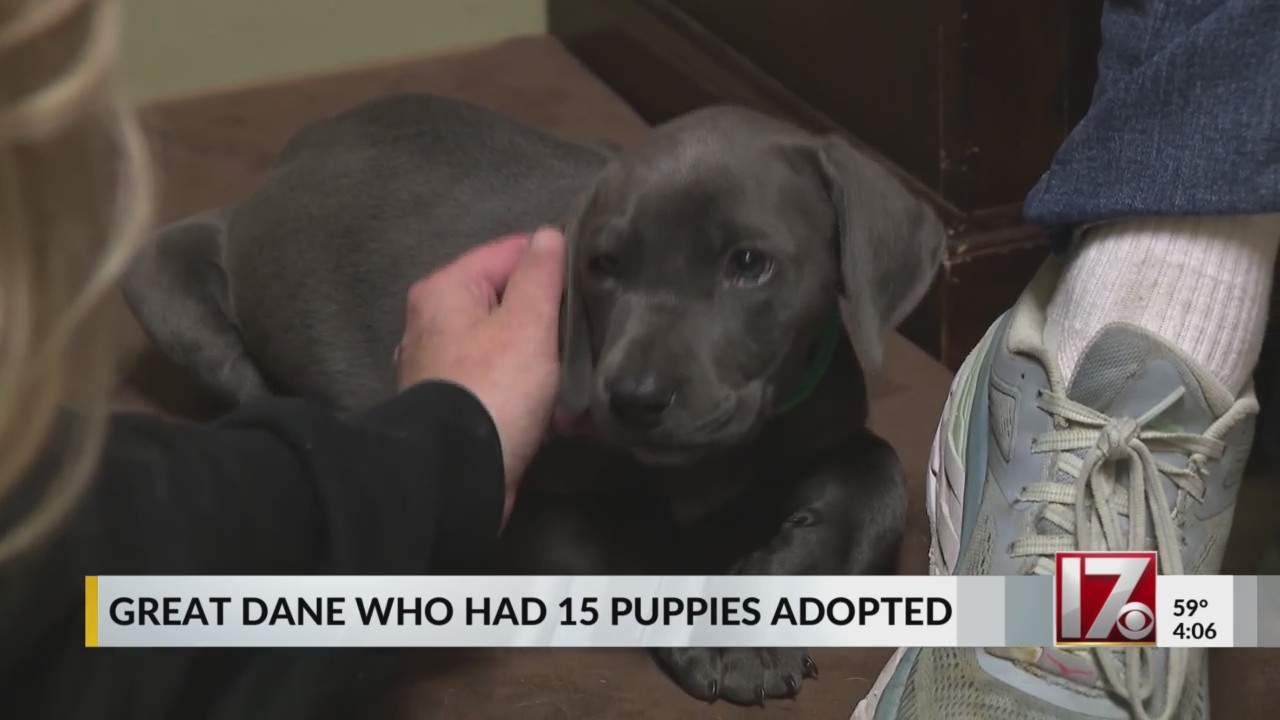 Great Dane with record-breaking litter at NC rescue finds new home ...