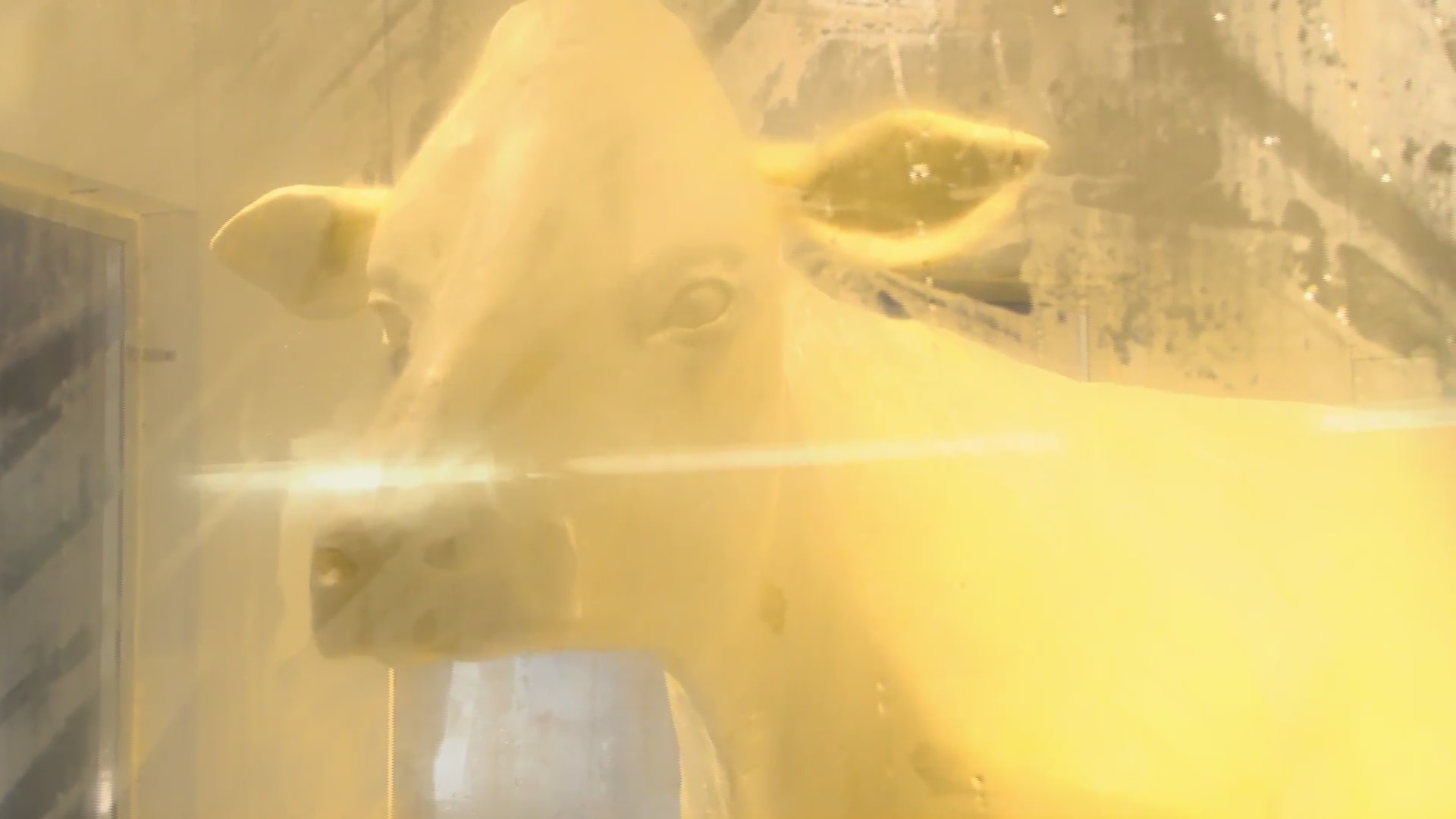 Illinois Gov. Pritzker unveils butter cow and the state fair’s theme ...