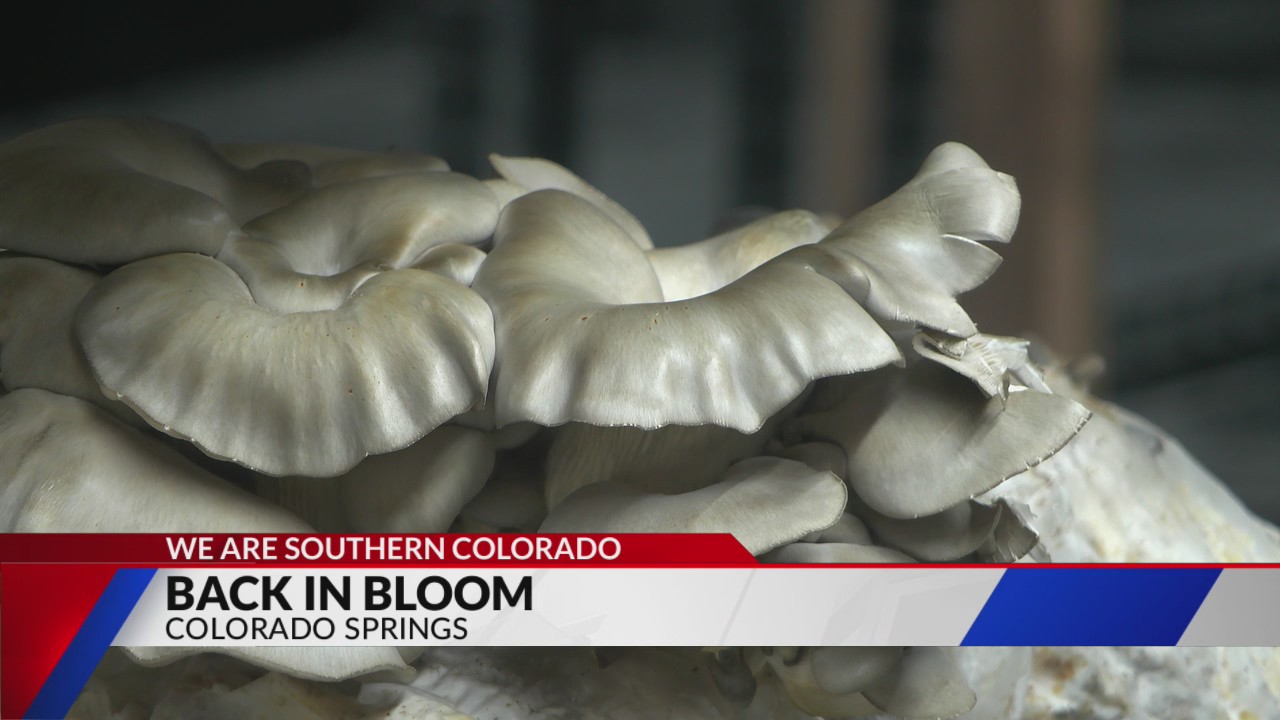 Back in Bloom – FOX21 News Colorado