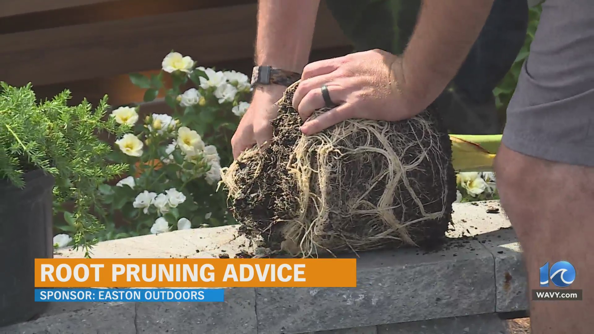 Root Pruning Advice – WAVY.com