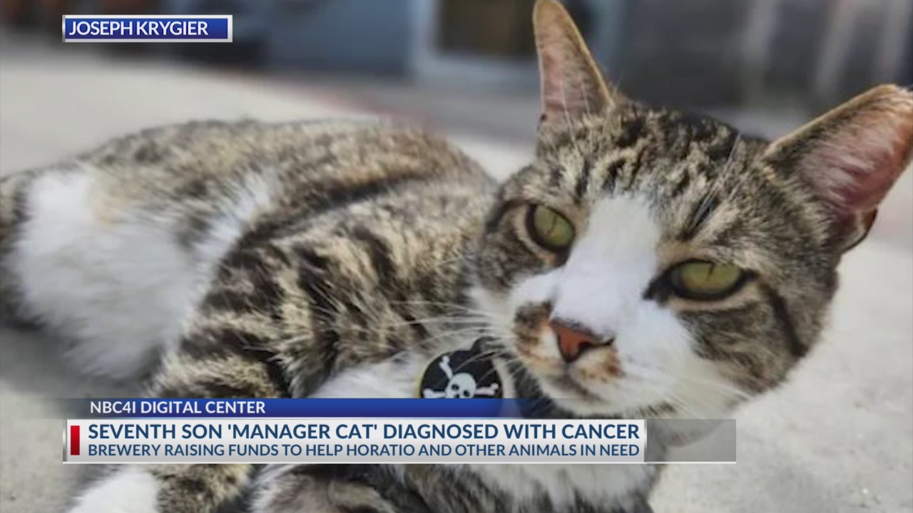 ‘Manager cat’ at Seventh Son diagnosed with cancer – NBC4 WCMH-TV