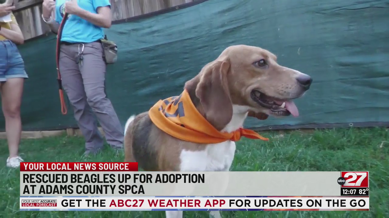 Adams Co. SPCA takes in dogs from Va. mass breeding facility – ABC27