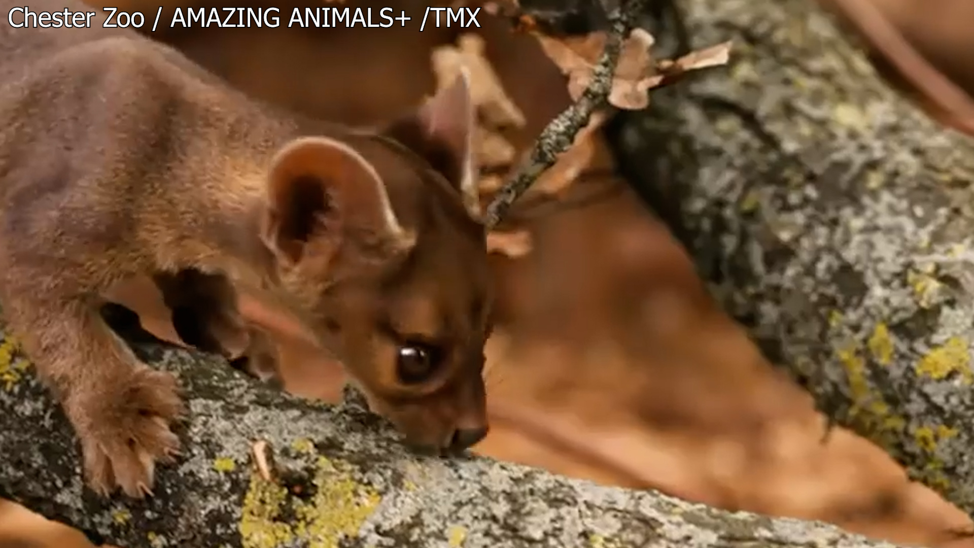Trio of rare fossa pups born at Chester Zoo – WFLA