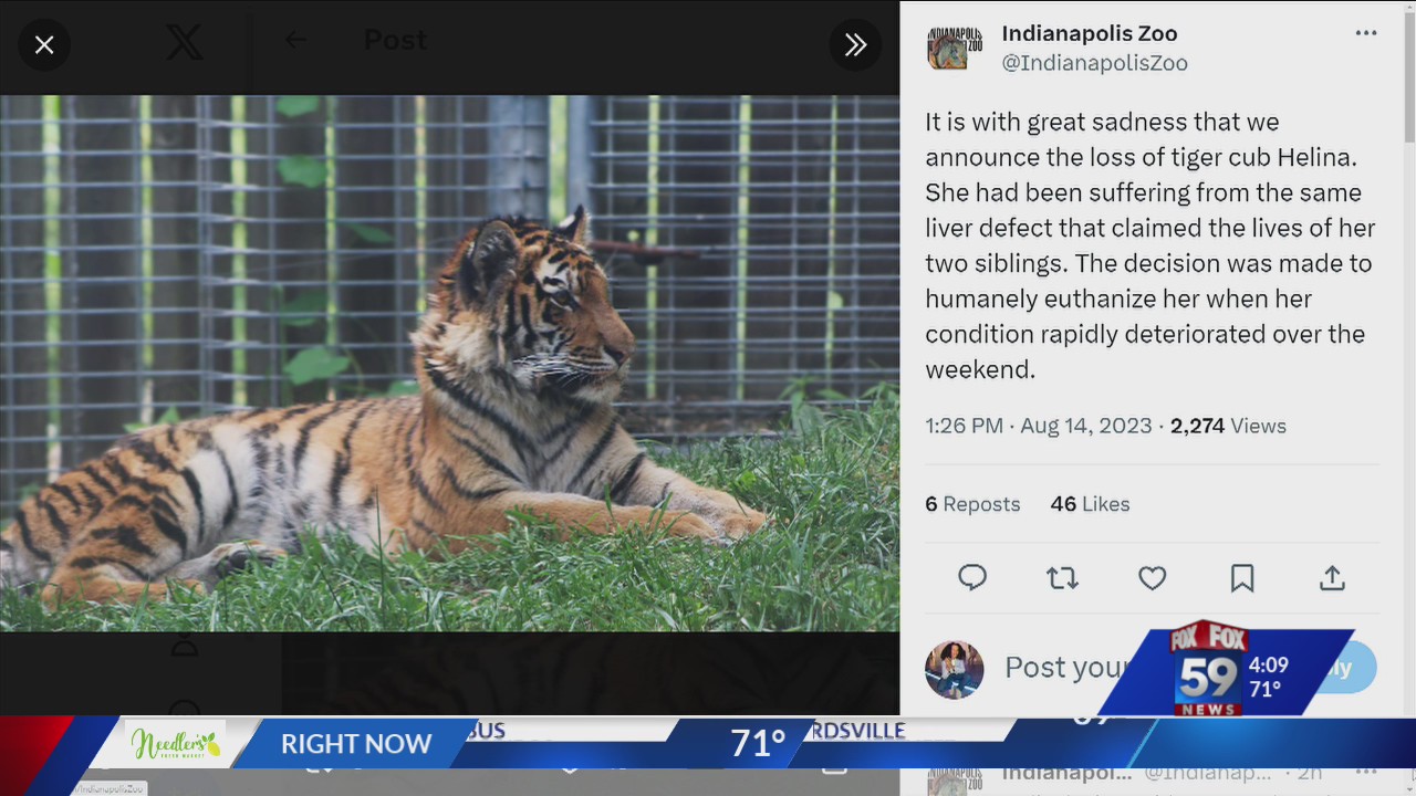 Third tiger cub passes away at Indianapolis Zoo of same liver defect ...