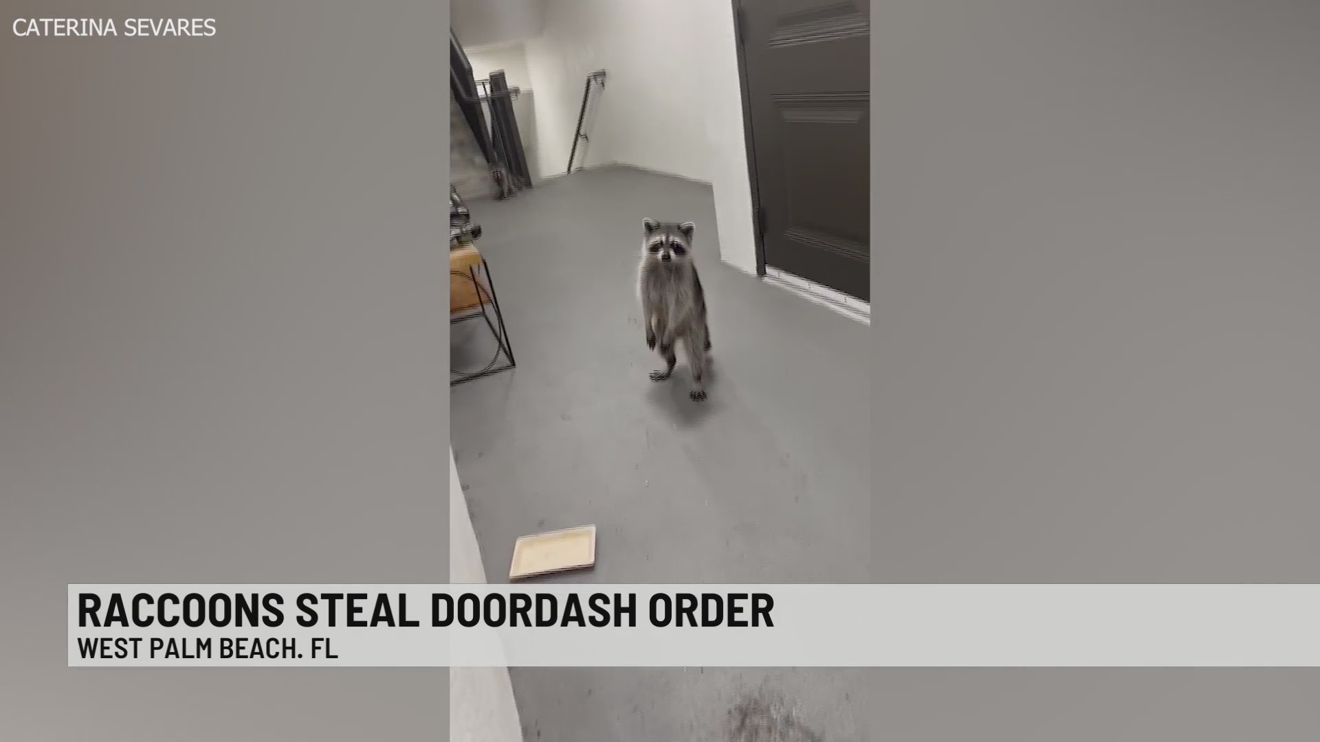 Raccoons steal late-night taco order – WSPA 7NEWS