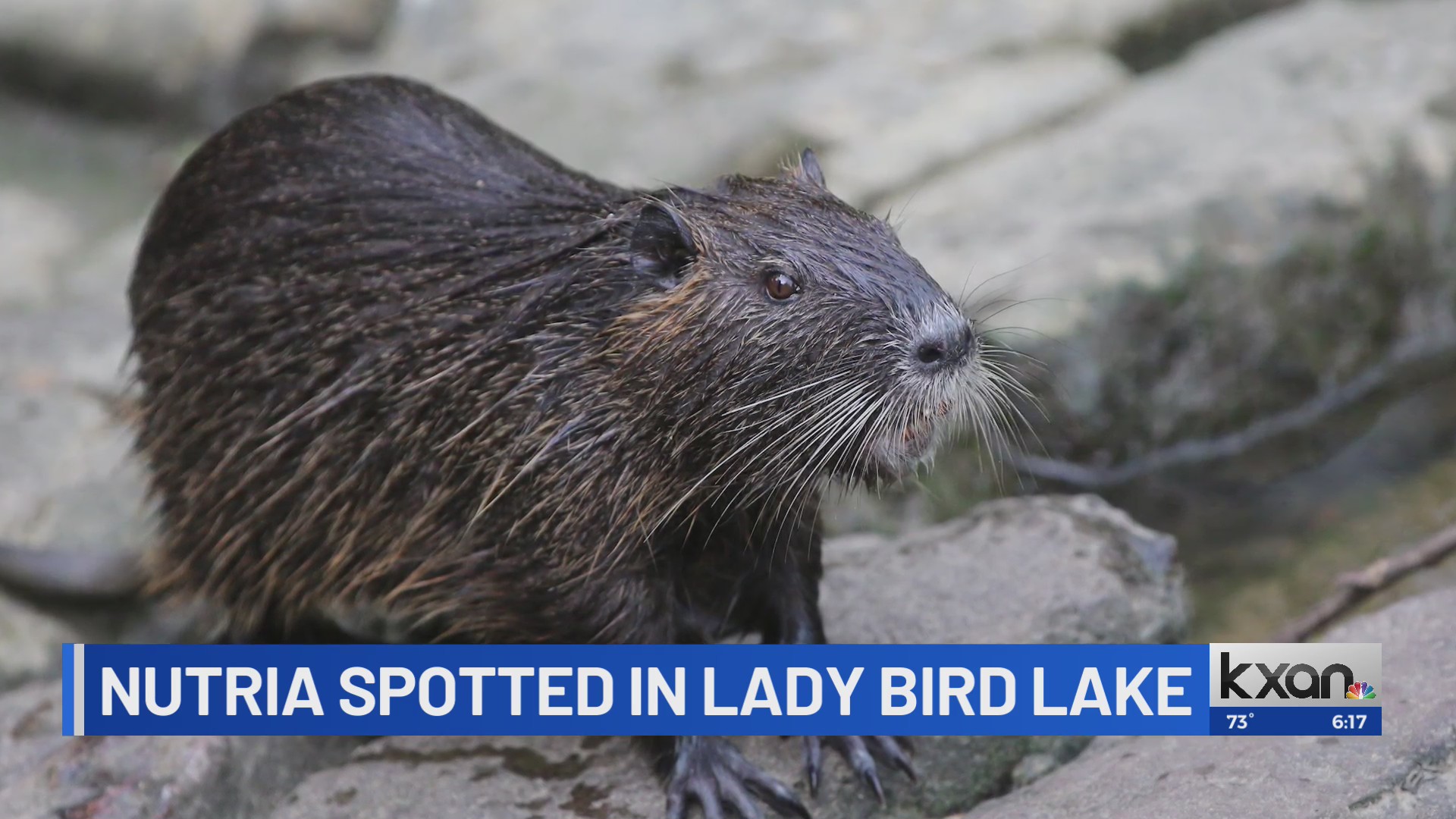 Nutria spotted in Lady Bird Lake — what is it? – KXAN Austin