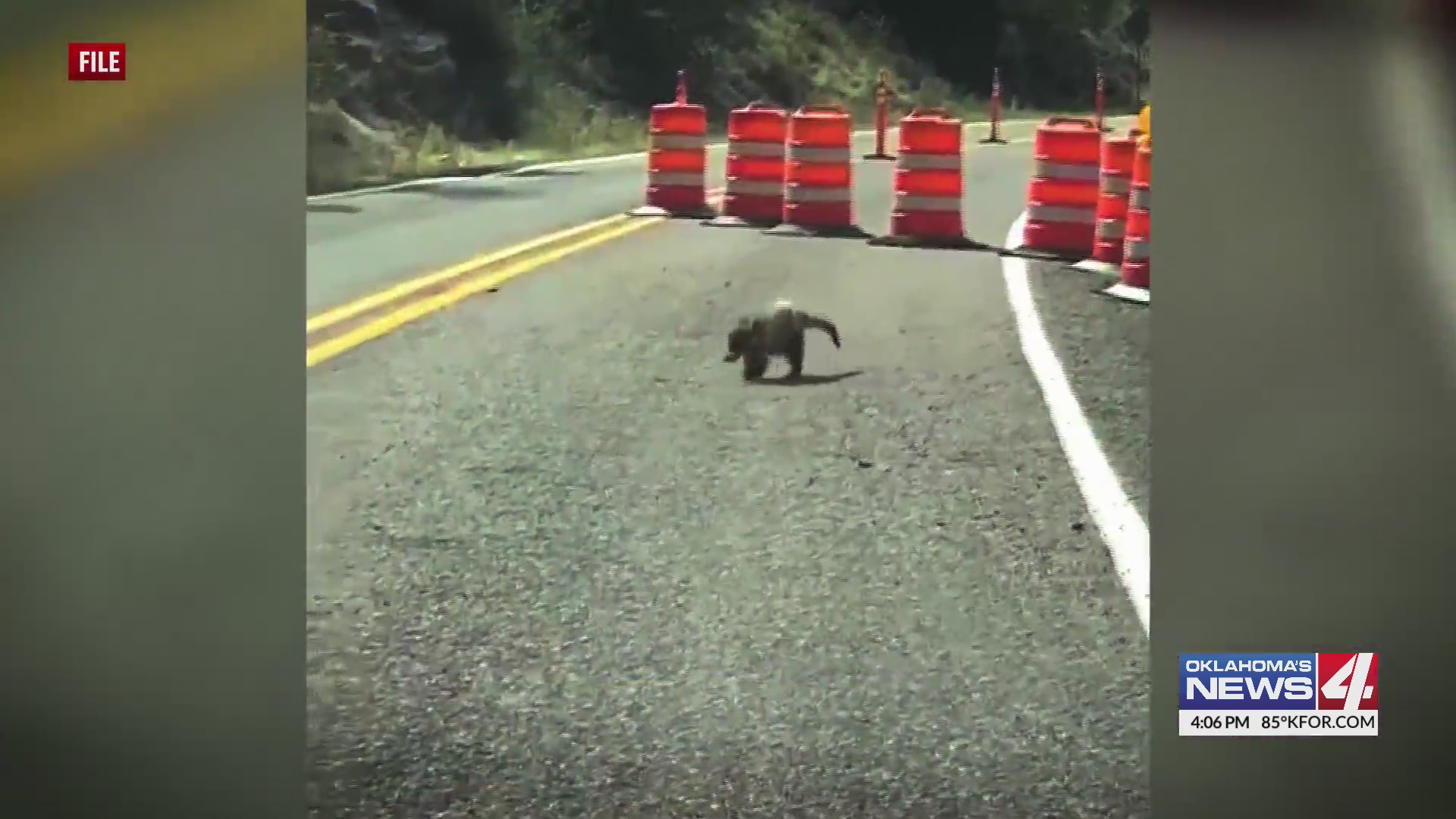 Mysterious creature on the prowl in Durant – KFOR.com Oklahoma City
