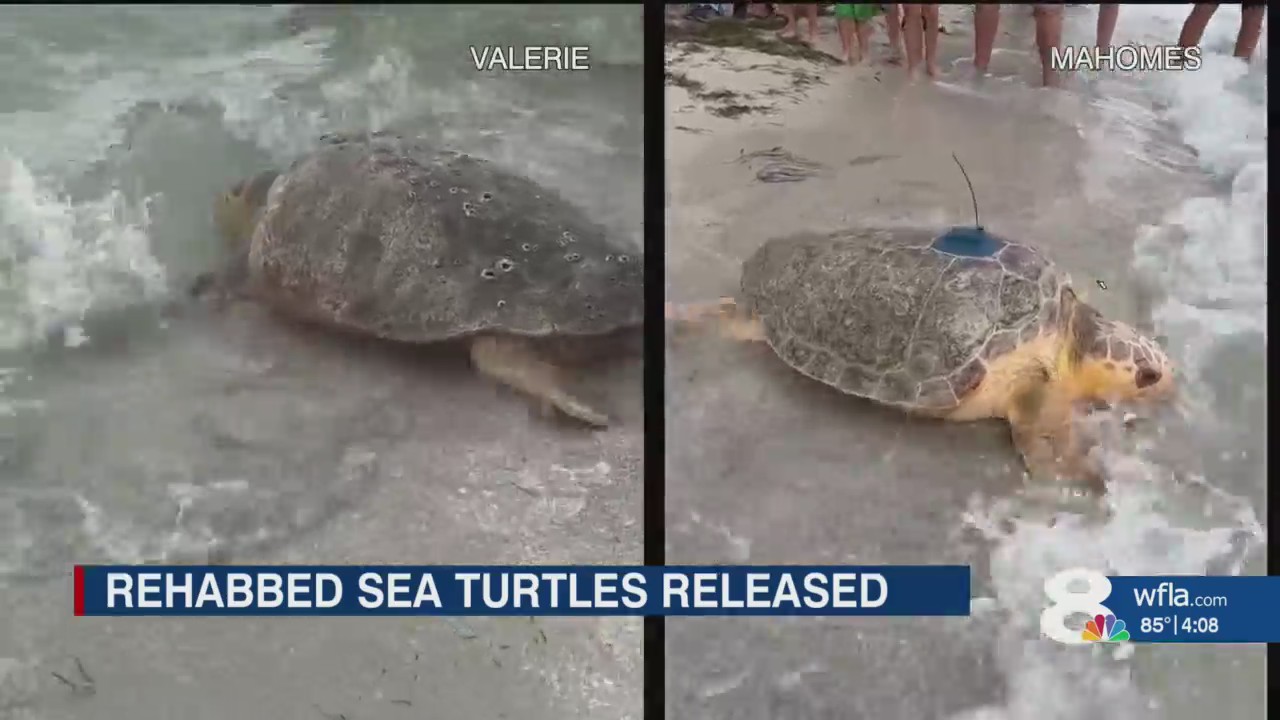 Two sea turtles impacted by red tide rehabbed, released off Anna Maria ...