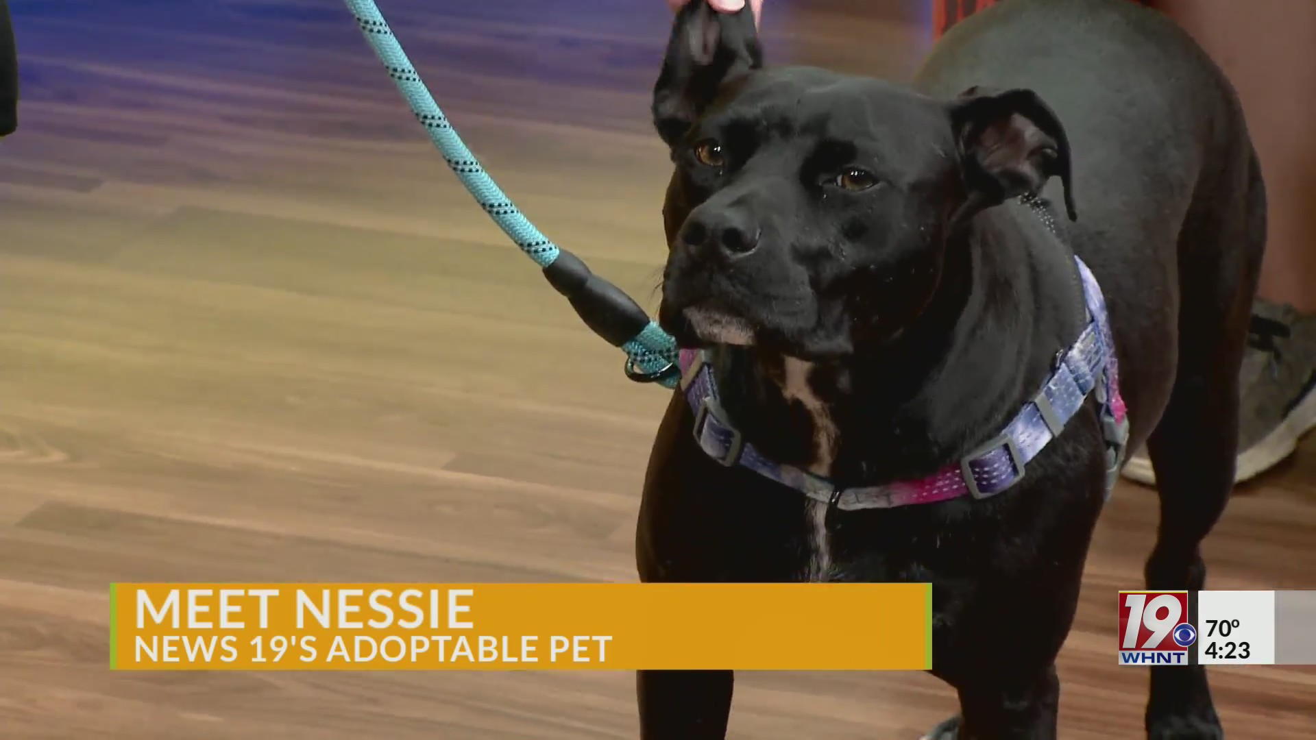 Meet Nessie and Everett! News 19’s Adoptable Pets of the Week | October ...