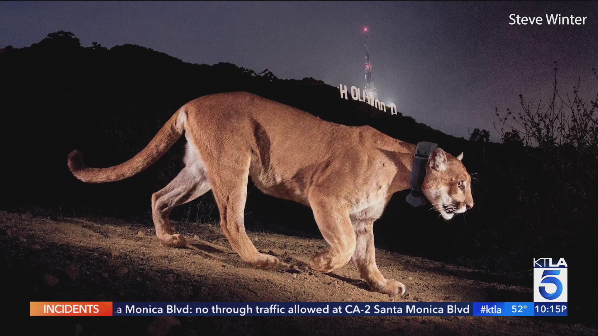 Remembering P-22 through iconic photographs – KTLA