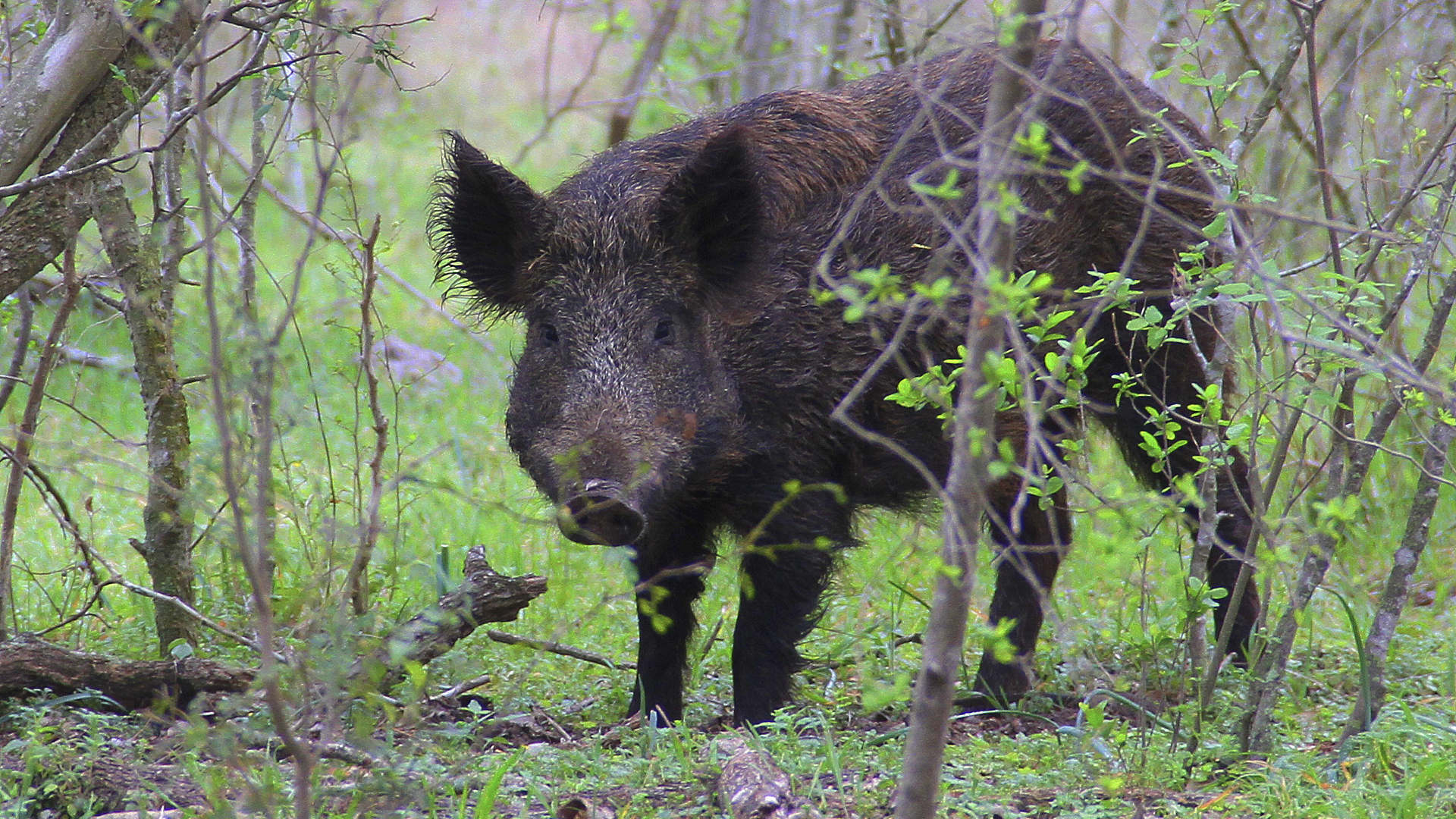 What are feral hogs? – WOODTV.com