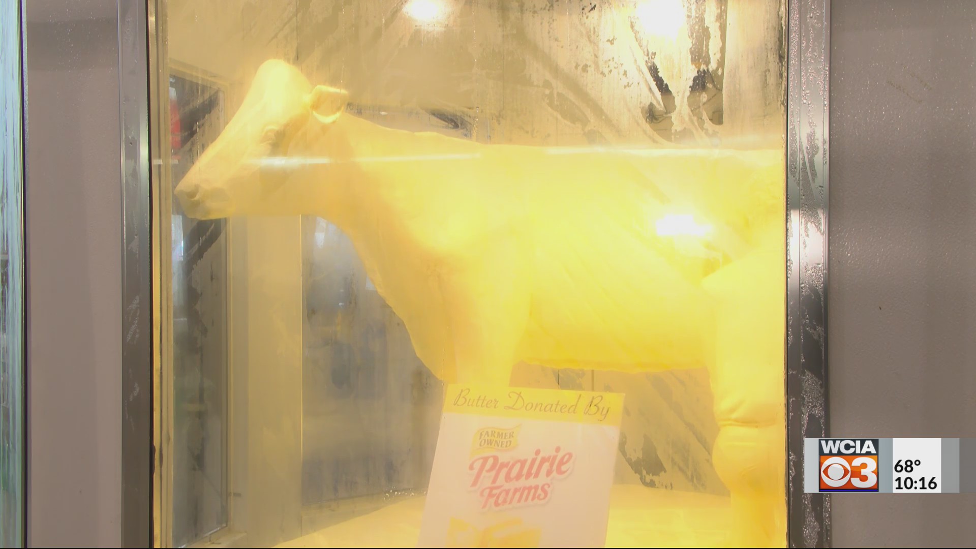 Butter cow unveiled at State Fairgrounds – WCIA.com