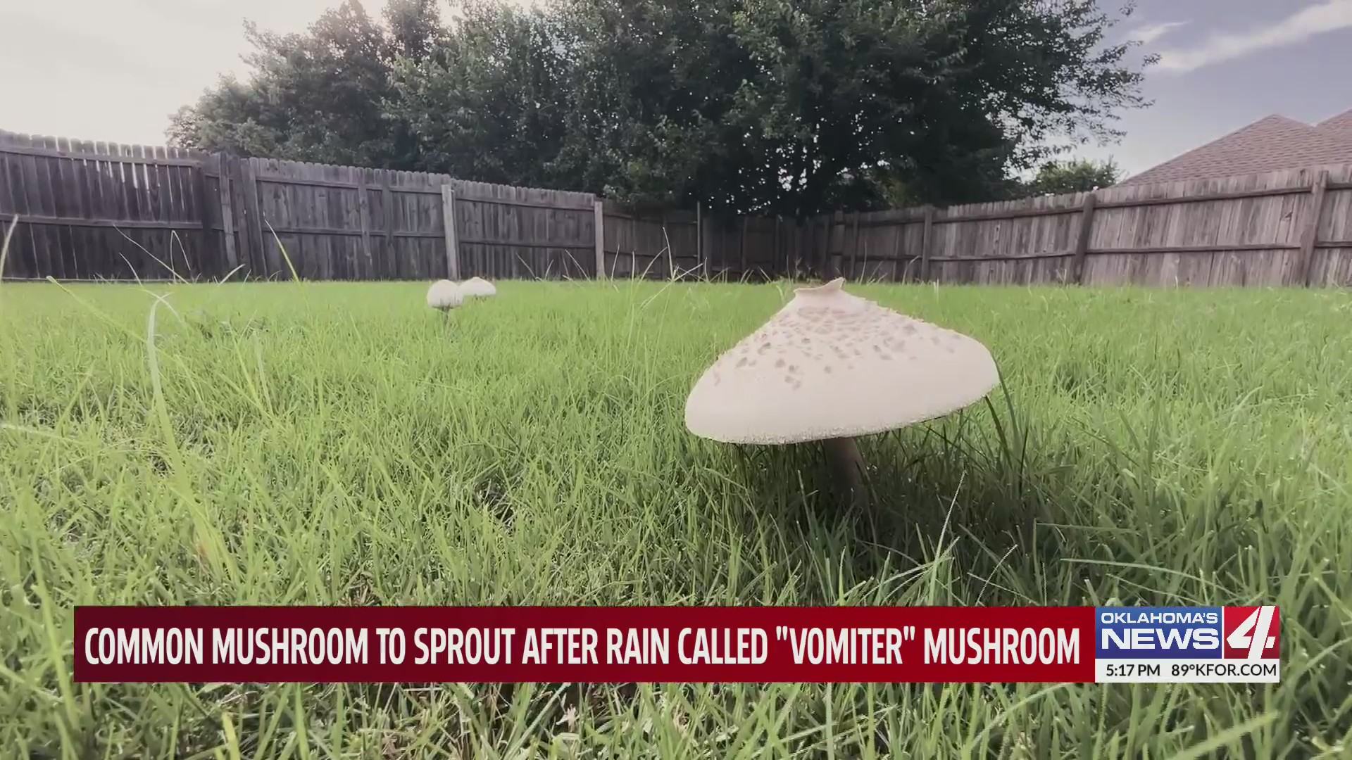 Common mushroom to sprout after rain called “vomiter” mushroom – KFOR ...