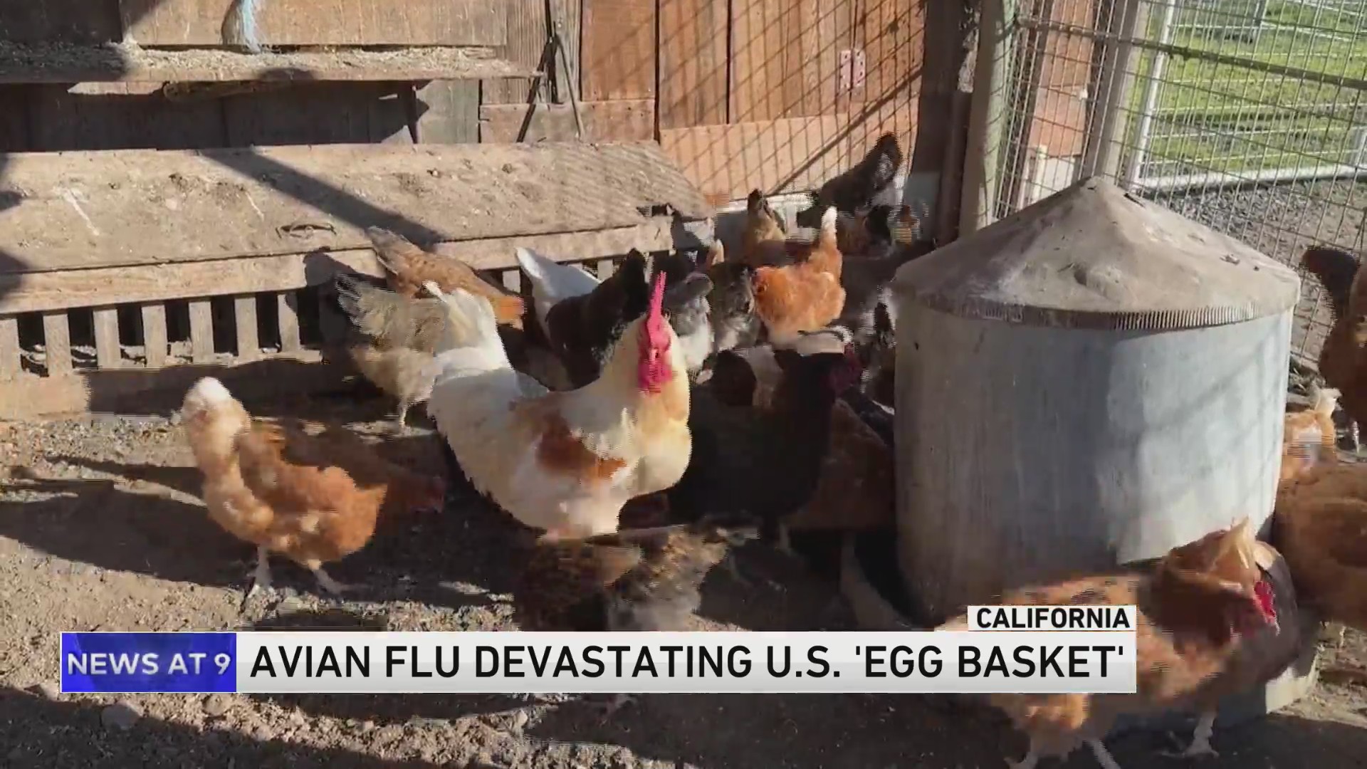 Avian flu is devastating farms in California’s ‘Egg Basket’ as ...