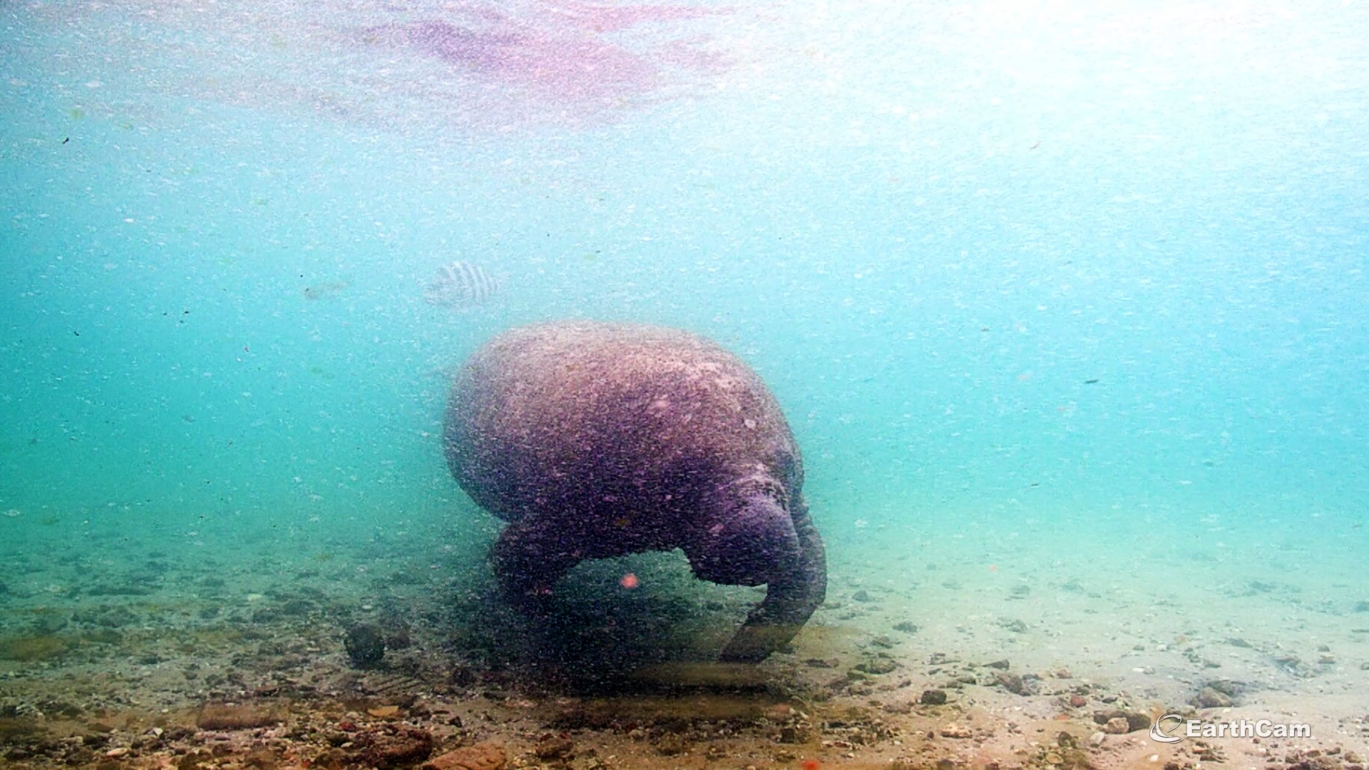 FPL’s Manatee Lagoon unveils new underwater live camera as manatees ...