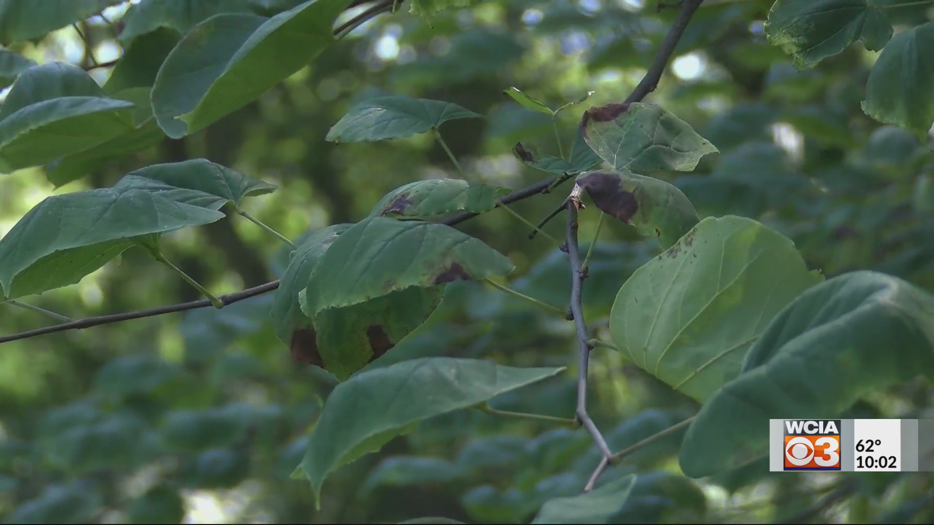 Organization brings awareness to herbicide pollution in Champaign ...