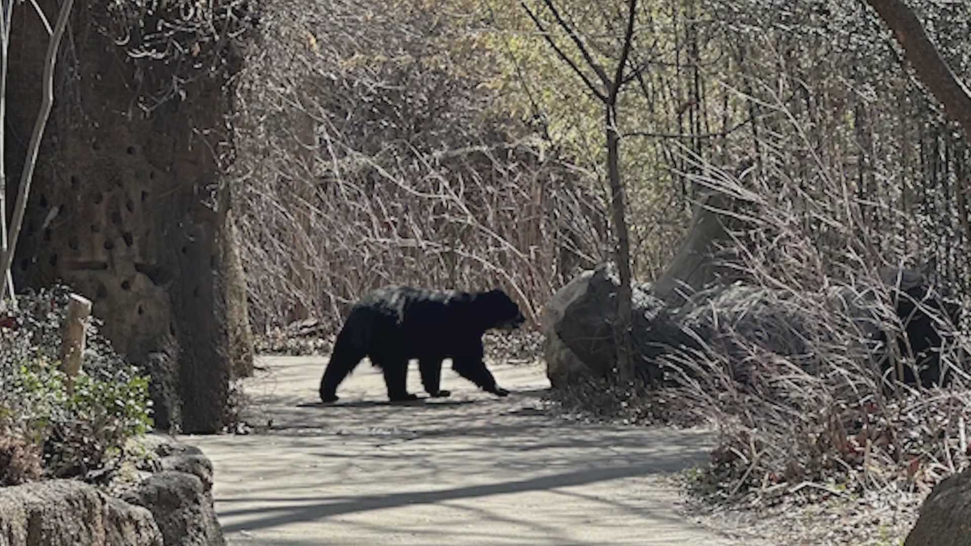 Bear escapes from the Saint Louis Zoo again – FOX 2