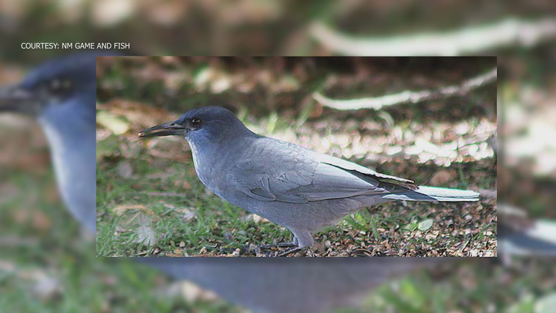 Pinon Jay endangered: Senator Heinrich hopes to save them – KRQE NEWS ...