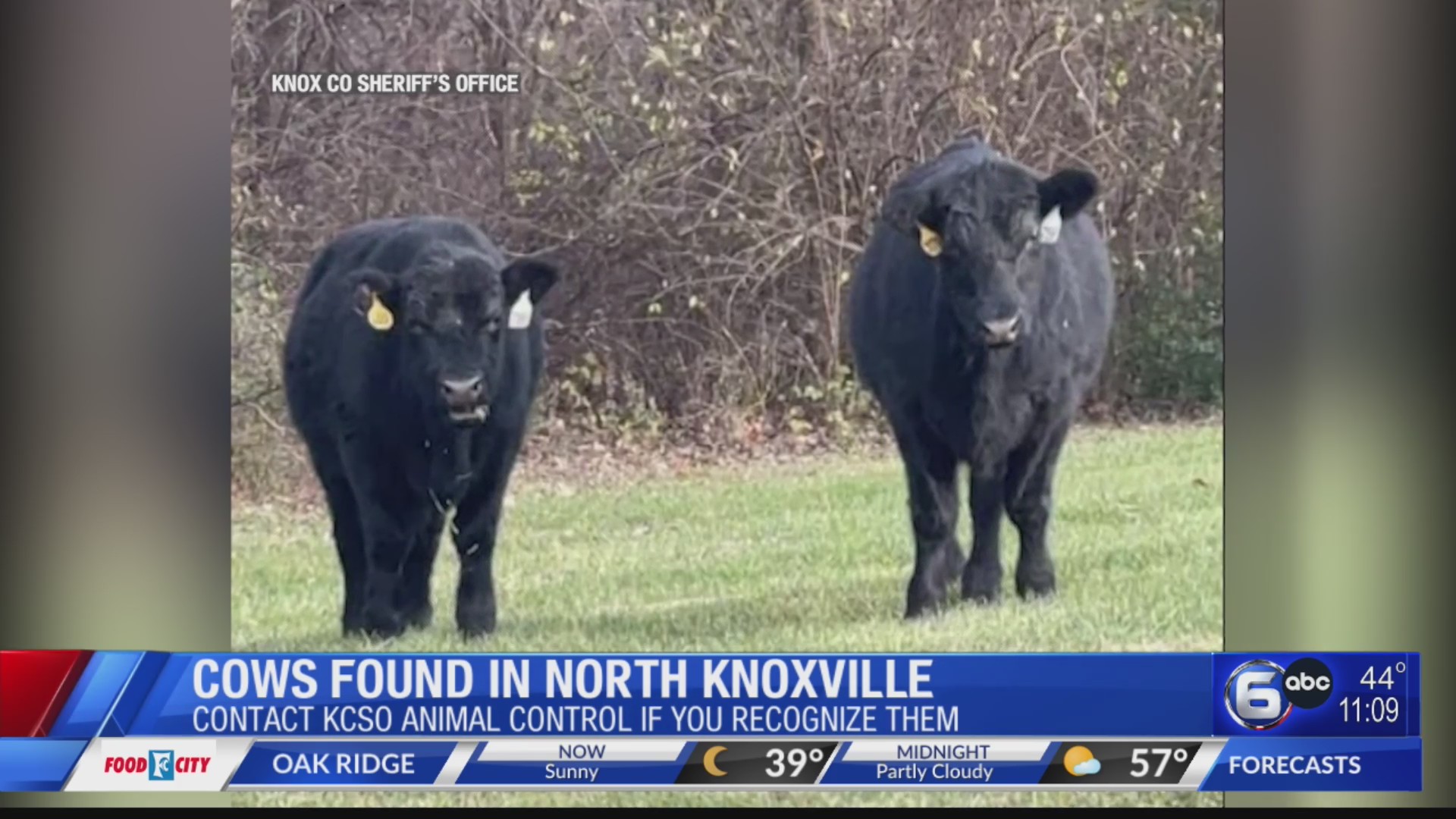 Owners of lost cows sought by Knox County deputies – WATE 6 On Your Side