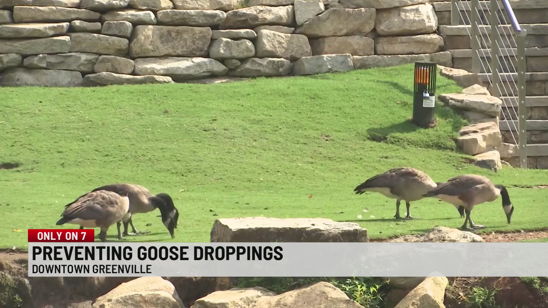 Greenville installs lights to address goose poo problems – WSPA 7NEWS