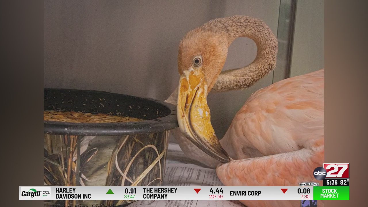 Injured flamingo recovering at Pennsylvania wildlife center – ABC27