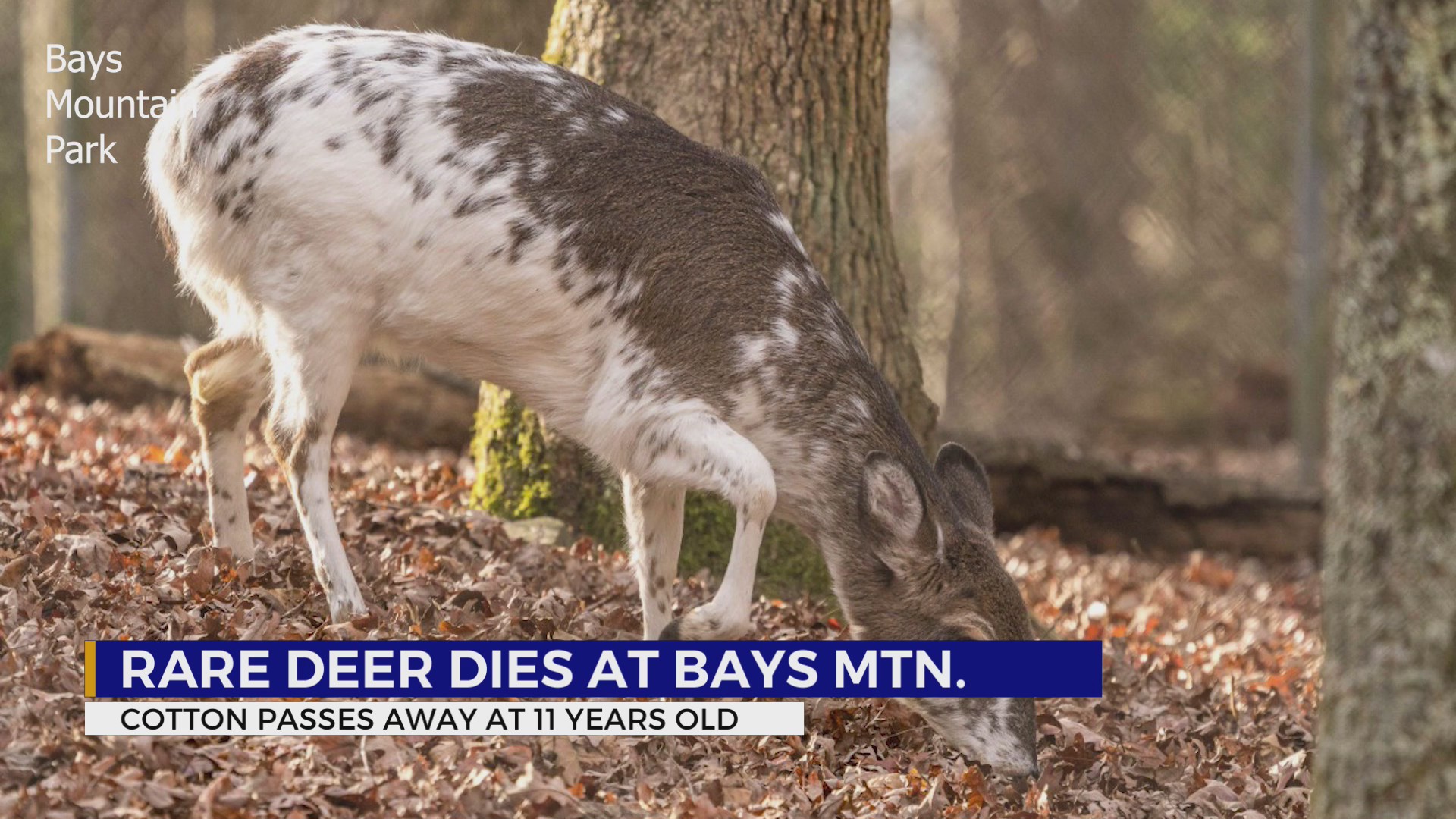 Rare deer dies at Bays Mountain – WJHL | Tri-Cities News & Weather