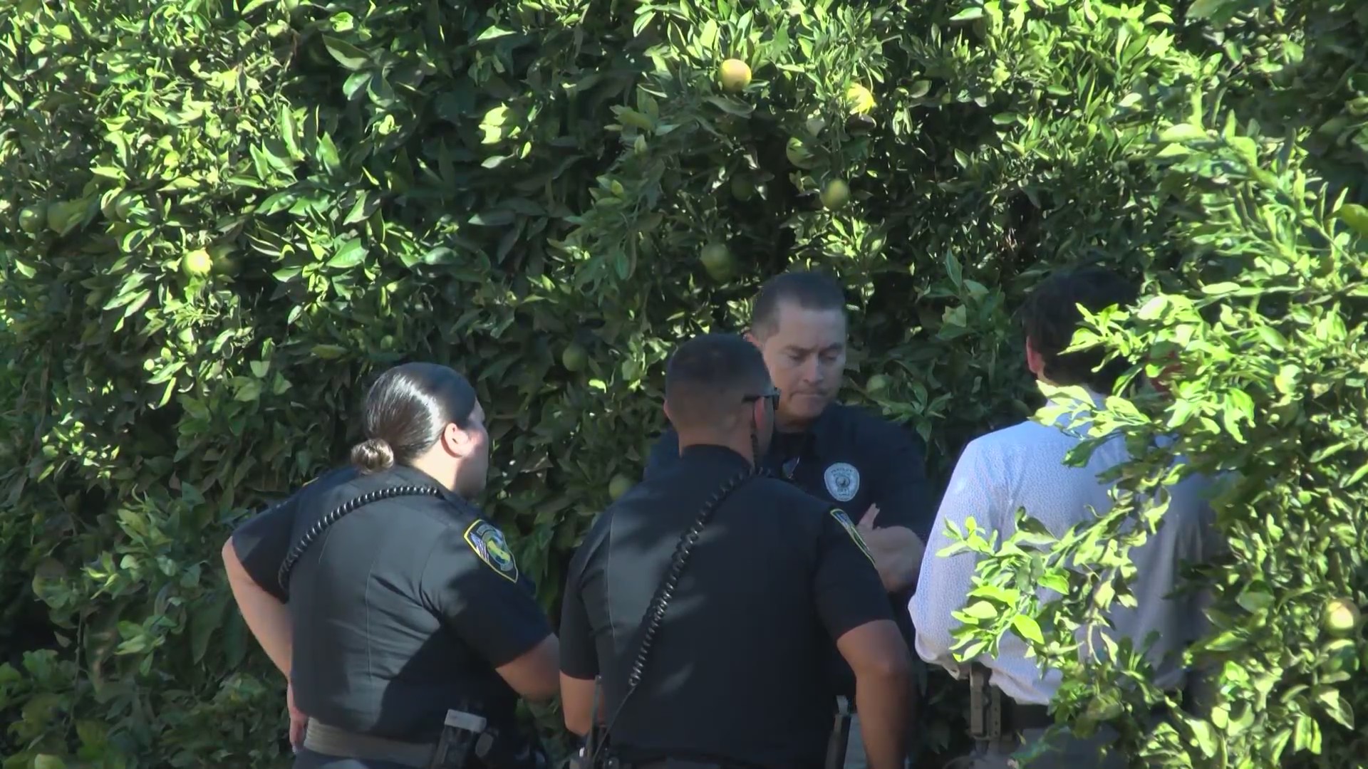 Body found after fire in Reedley orchard, police say – CBS47 and KSEE24 ...