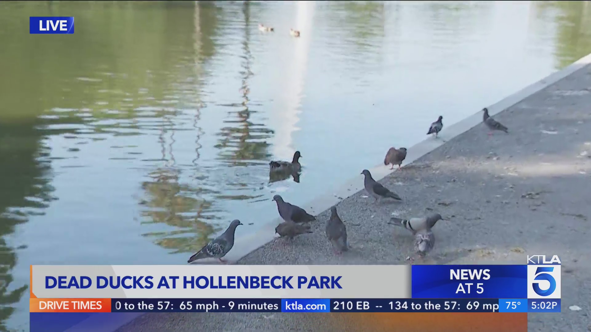 Residents find sick and dead ducks at park in Boyle Heights – KTLA