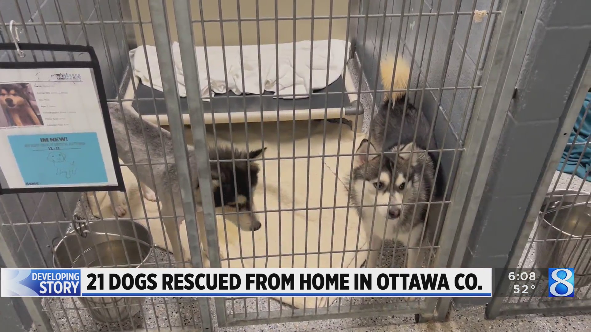 Neglect complaint leads to 21 dogs removed from home – WOODTV.com