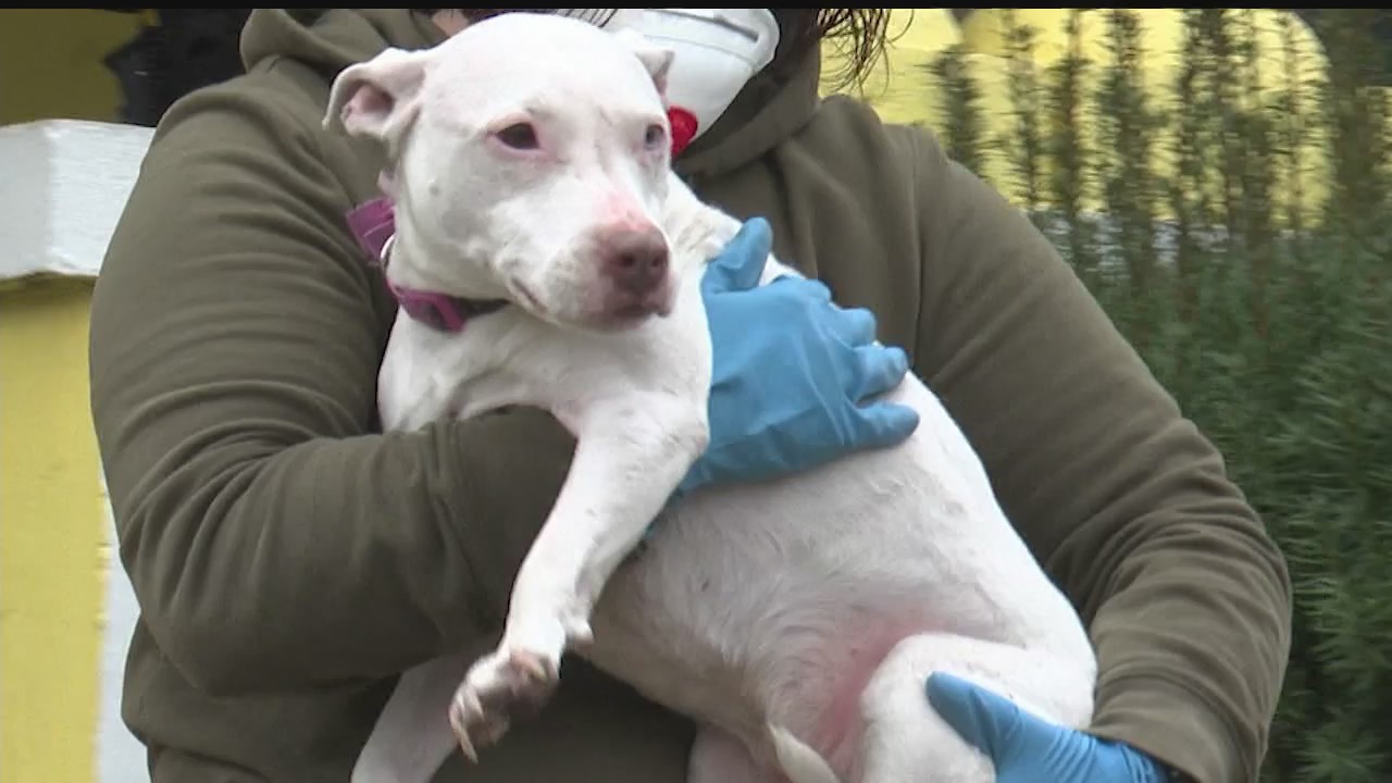 Woman who held animals in deplorable conditions reaches agreement ...