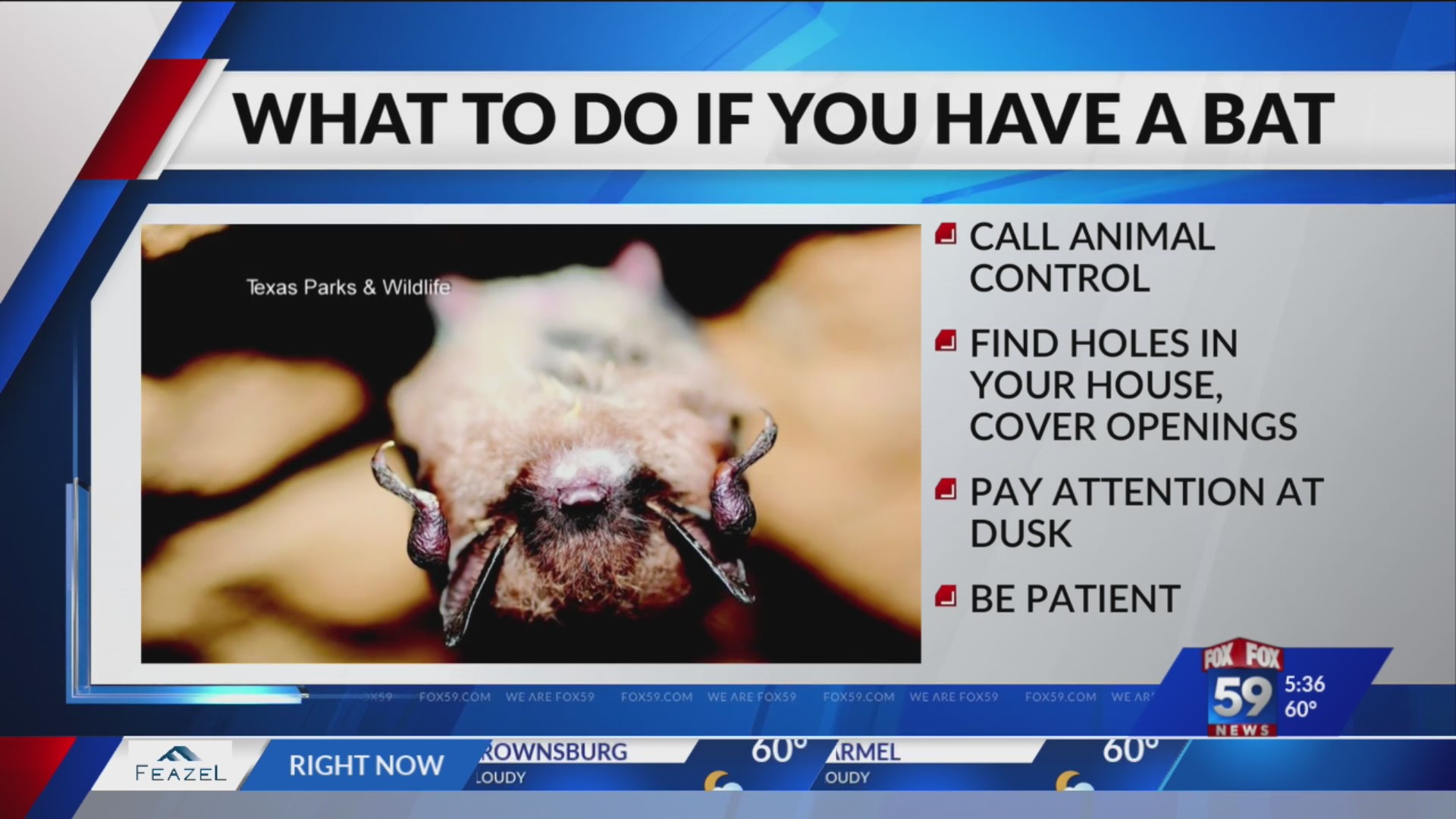 Beware of bats! – Fox 59