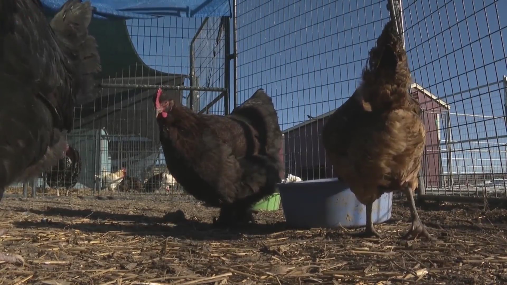 Backyard chicken fad worries farm sanctuary – FOX31 Denver