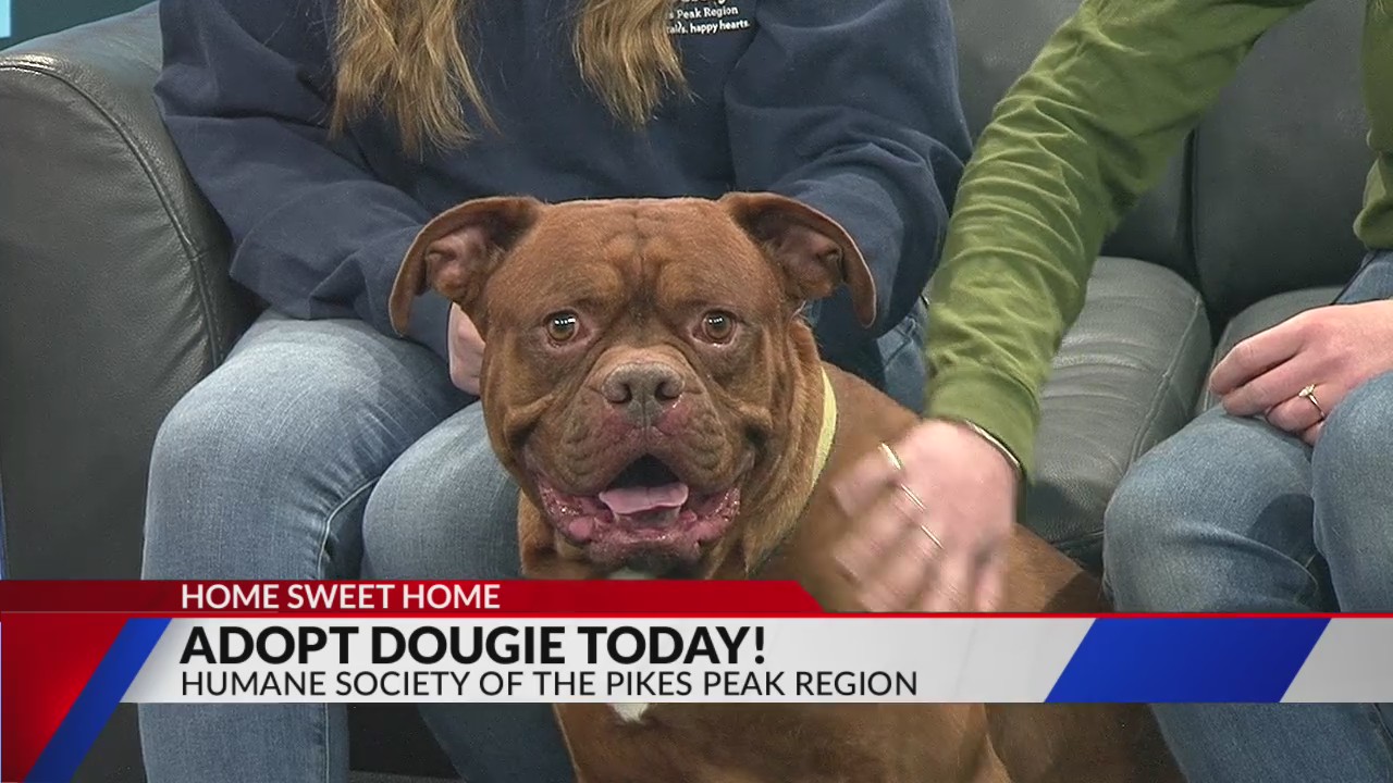 Home Sweet Home: Meet Dougie – FOX21 News Colorado