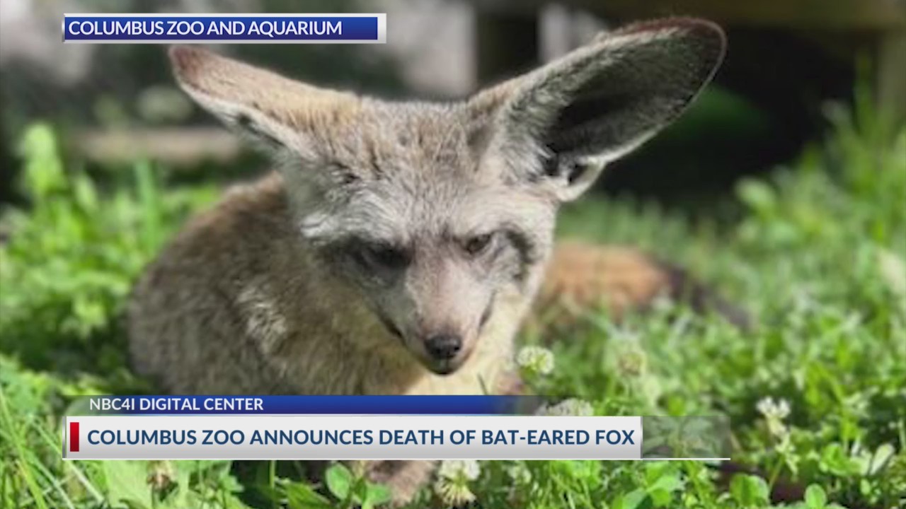 Columbus Zoo announces death of bat-eared fox, Ivy – NBC4 WCMH-TV