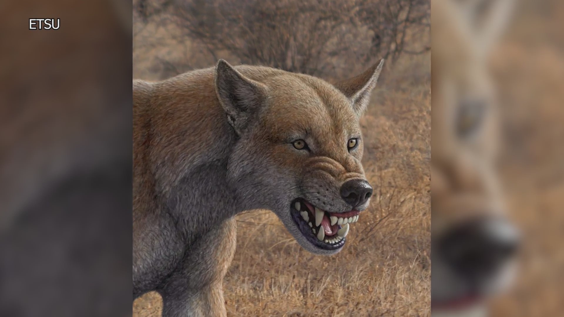 Giant bone-crushing dog roamed Gray fossil site – WJHL | Tri-Cities News & Weather