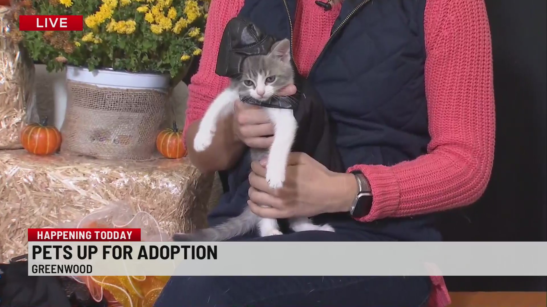 Halloween adoption special – WSPA 7NEWS
