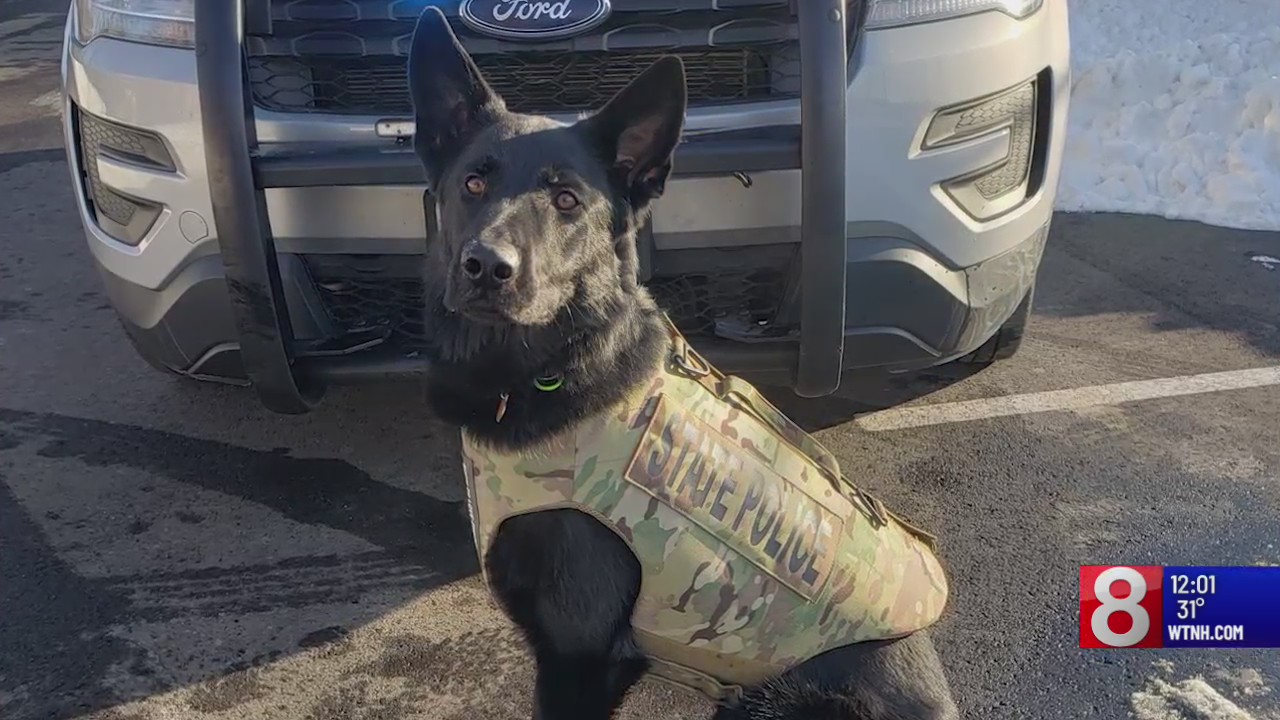 K9 dies after shooting involving officer in Stonington – WTNH.com