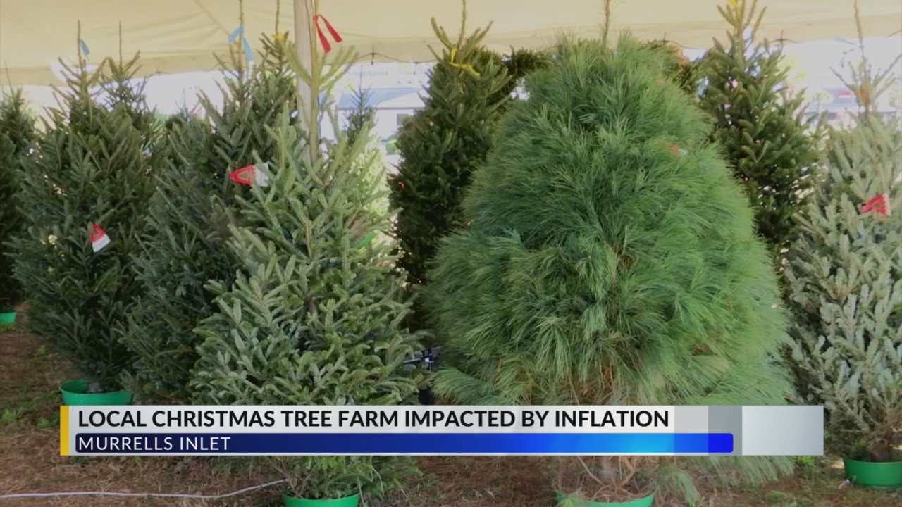 Goodman’s Tree Farm overcomes this season’s obstacles – WBTW