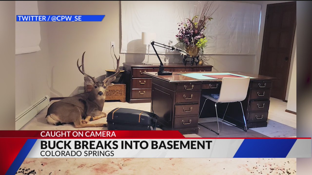 Buck breaks into basement – FOX21 News Colorado
