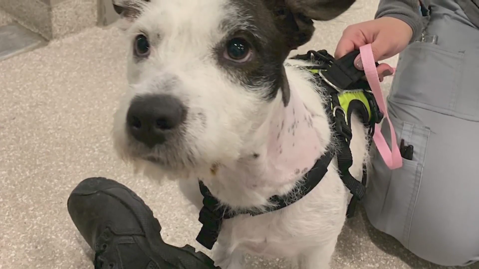 Woman saves strangled dog in parking ot – FOX31 Denver