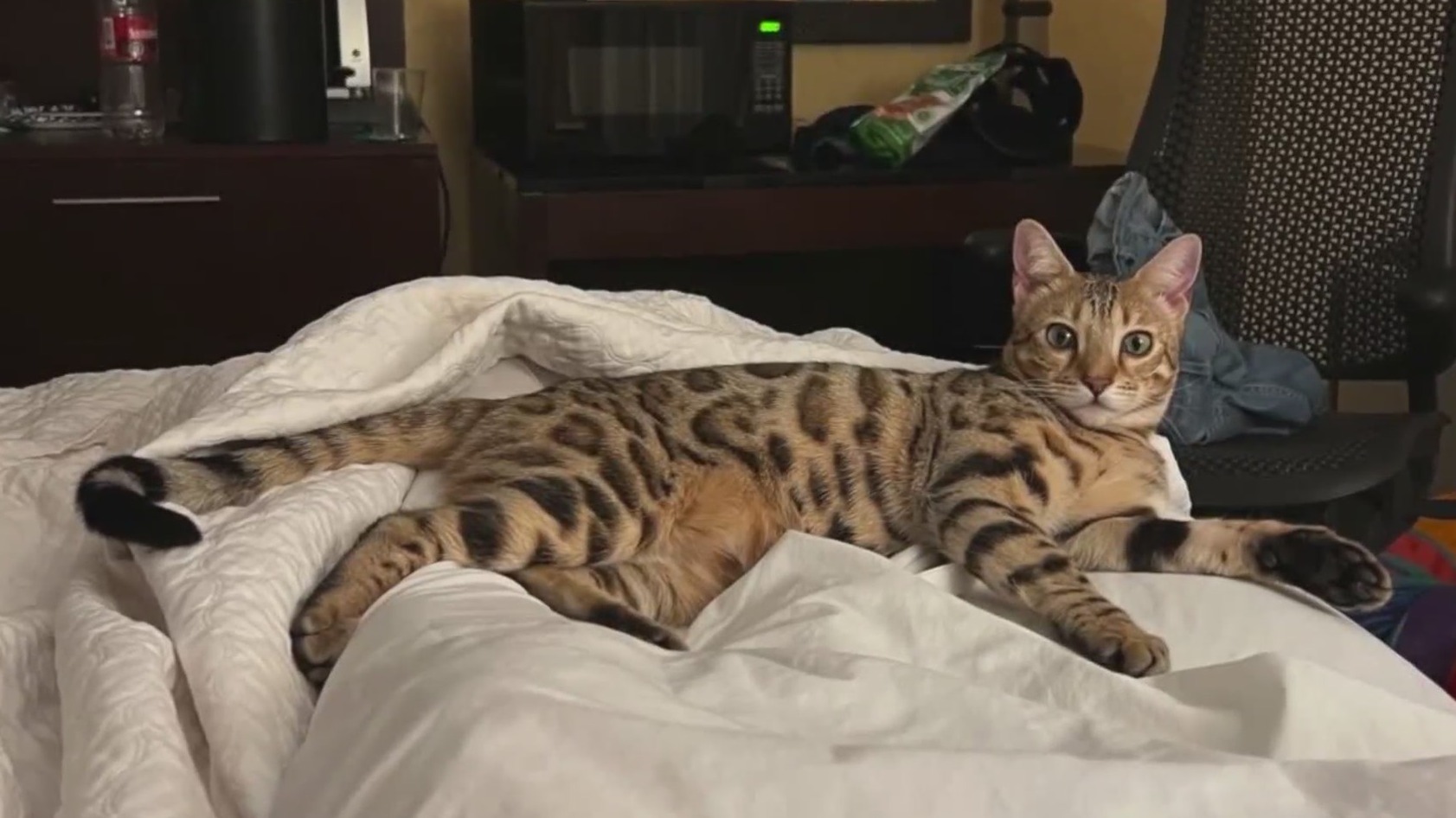 Show cat jumps off plane while boarding flight – FOX31 Denver