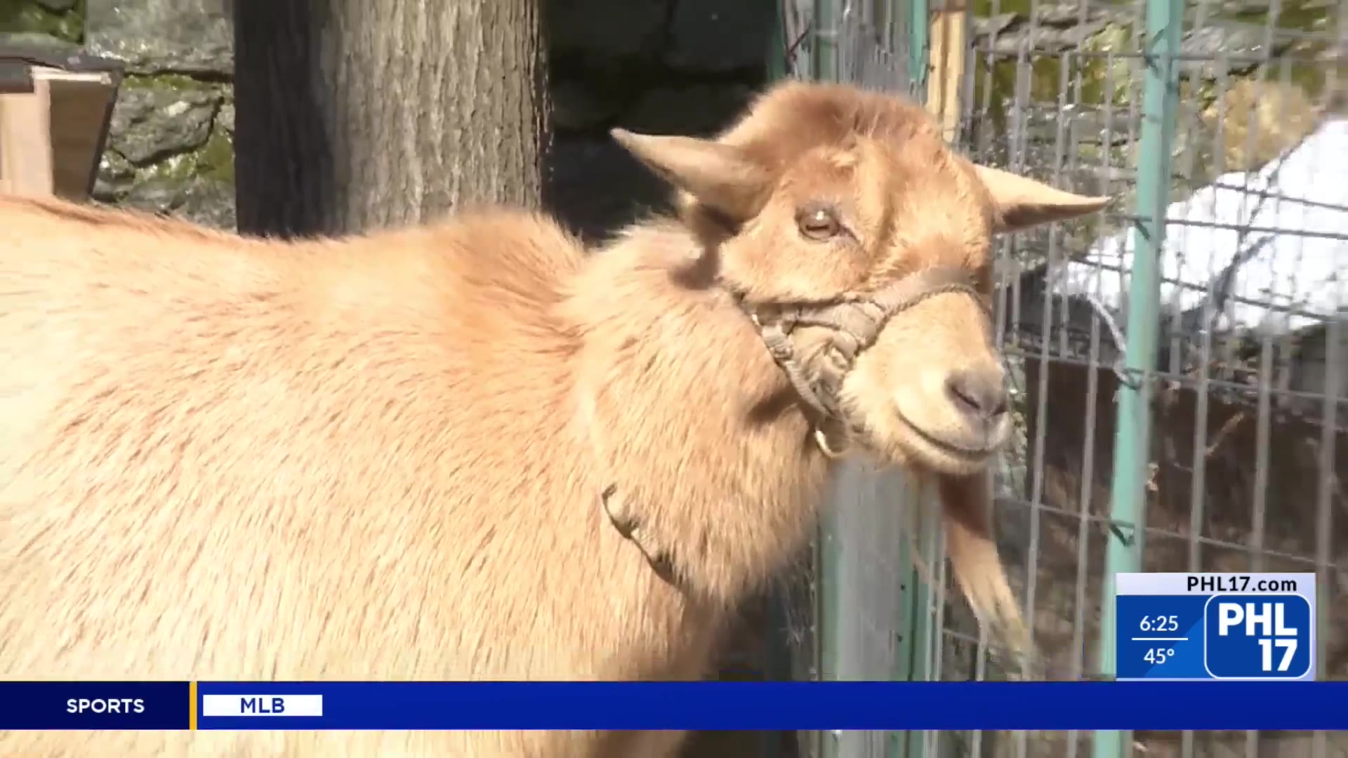 Philly Goat Project Brings Community Together And They’re Not “Kidding ...