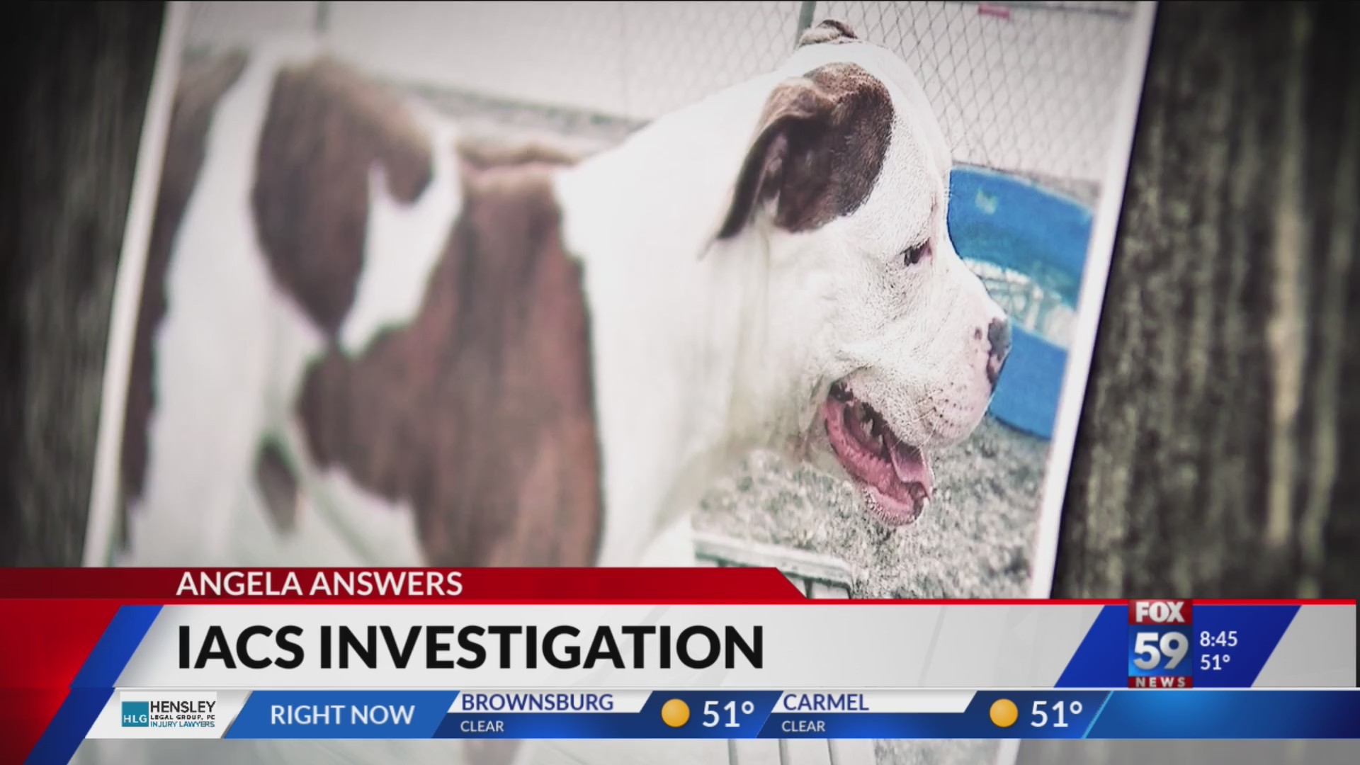 Angela Answers: Indianapolis Animal Care Services investigation – Fox 59