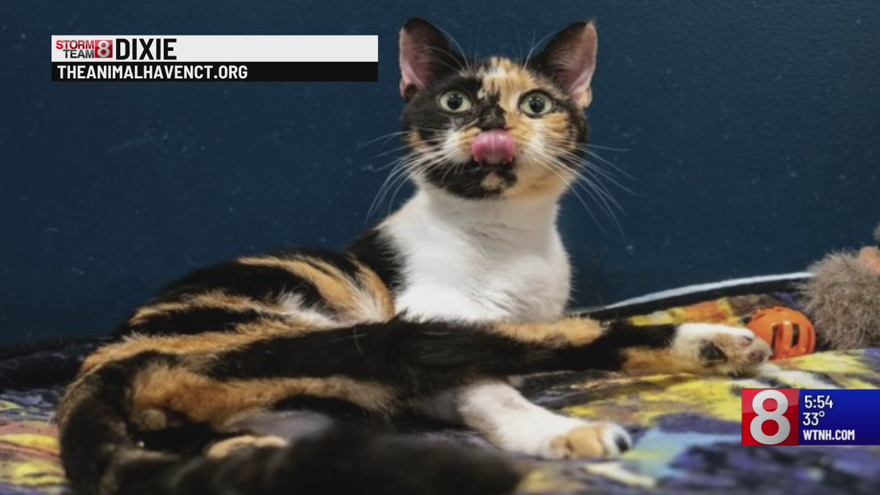 Pet of the Week: Dixie – WTNH.com