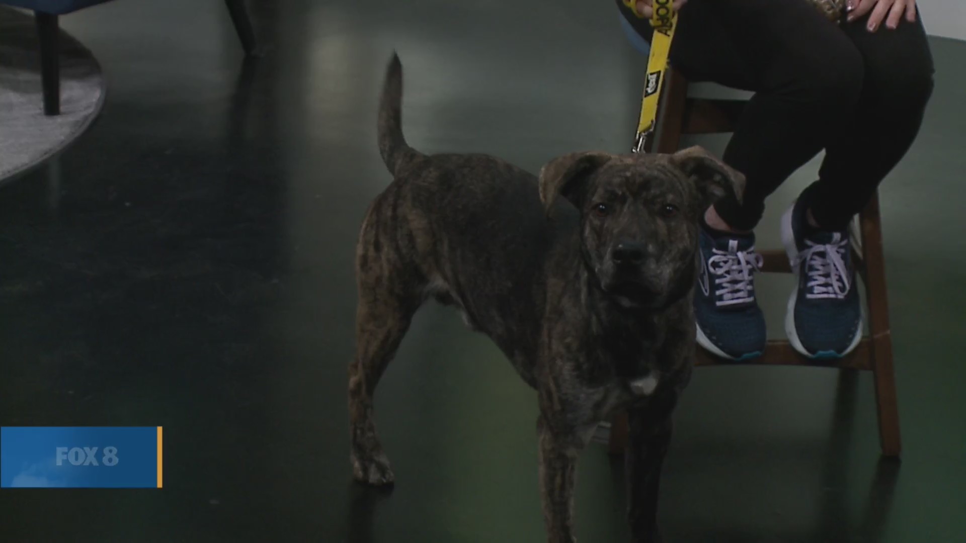 New Day Cleveland: Berea Animal Rescue Friends – Fox 8 Cleveland WJW
