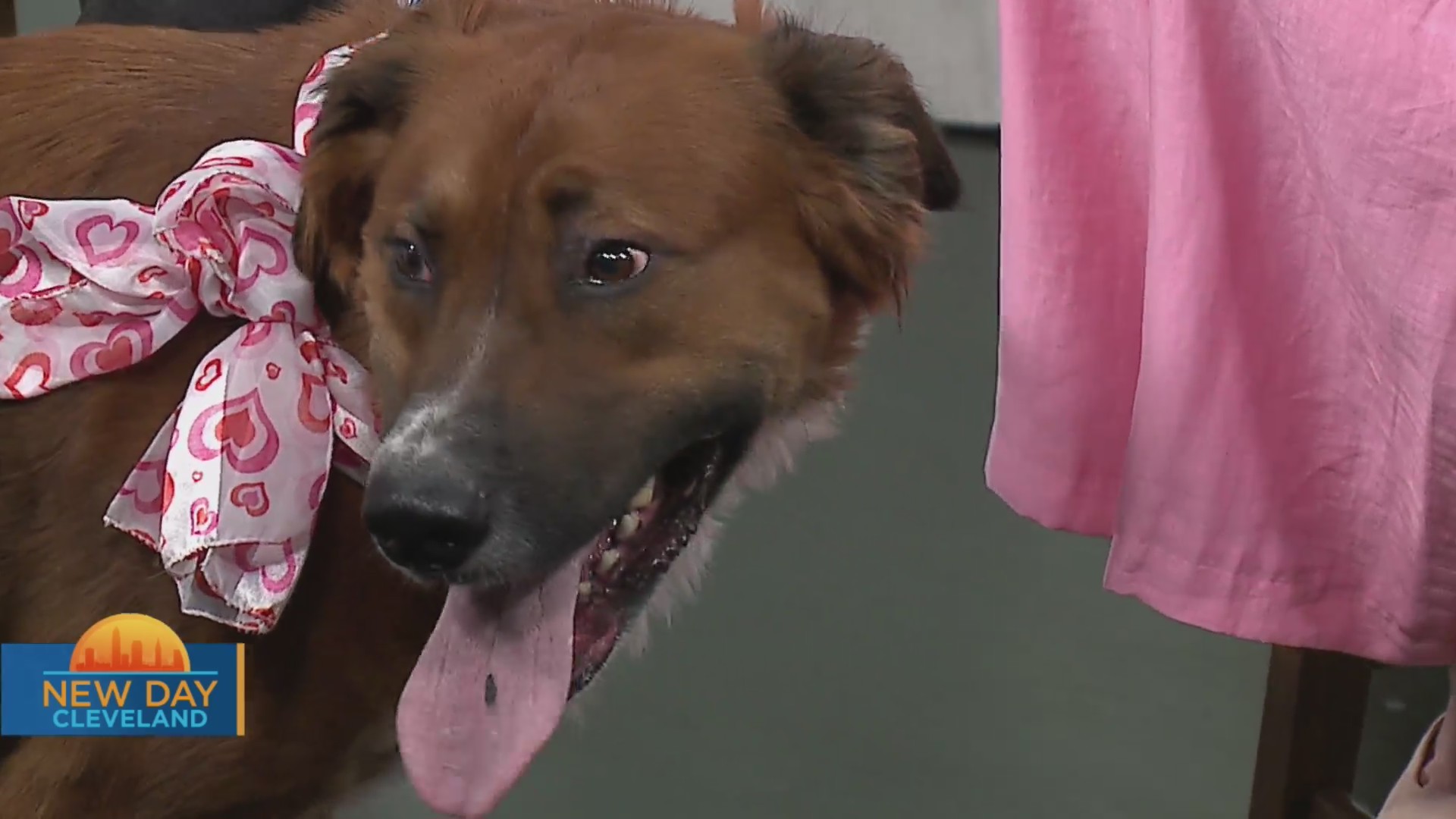 New Day Cleveland: Berea Animal Rescue Friends – Fox 8 Cleveland WJW