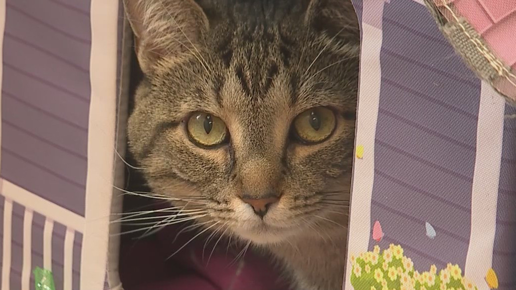 Triad animal shelter deals with overcrowding – FOX8 WGHP